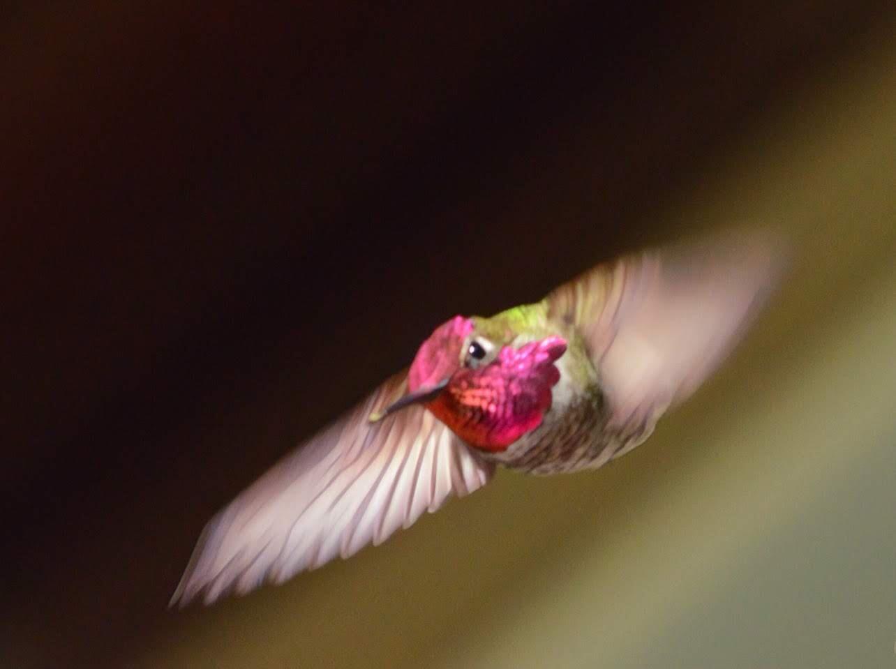 Speed Demon! | Scrolller