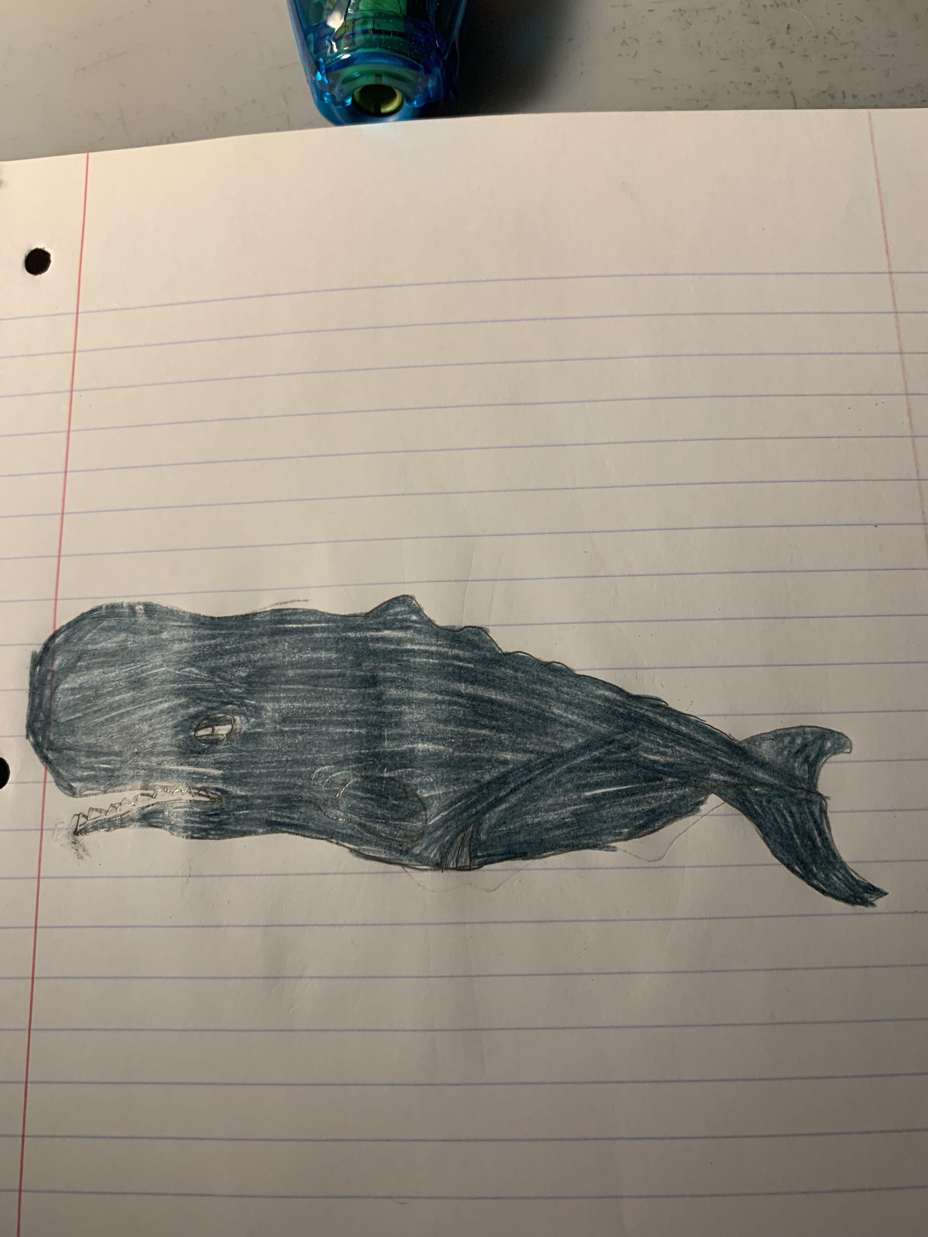 Sperm Whale drawing | Scrolller