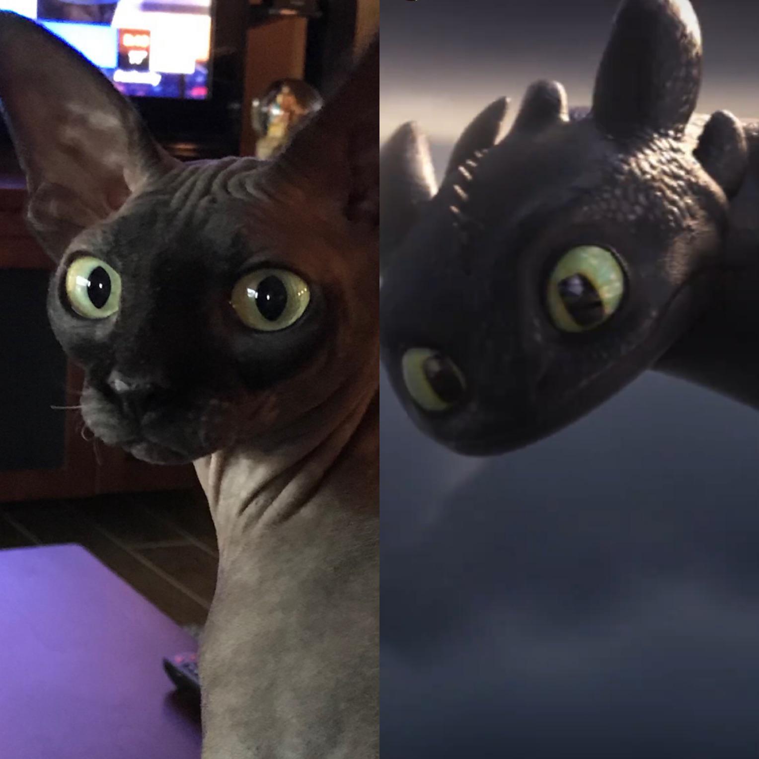 Sphynx or Toothless? | Scrolller