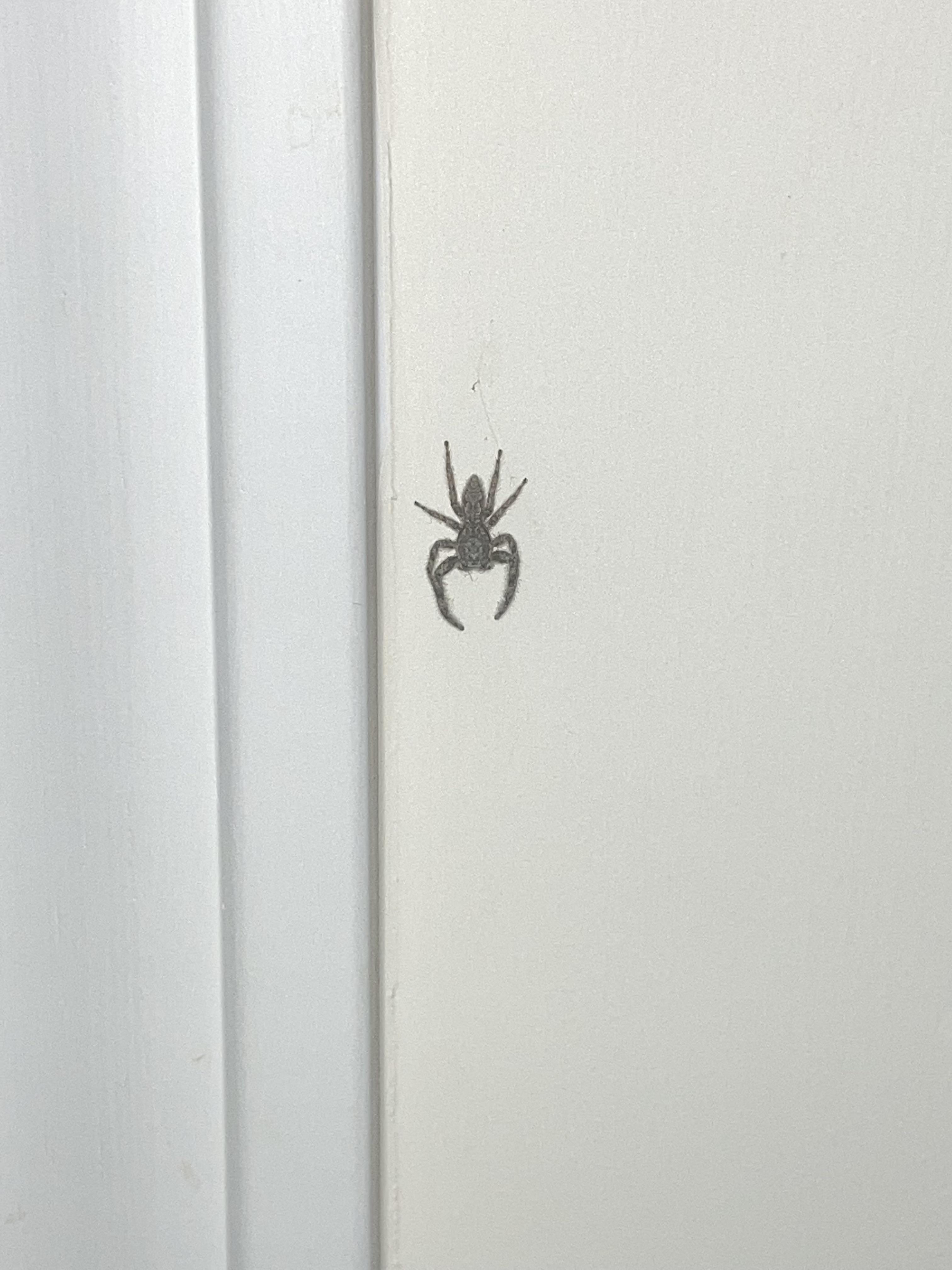 spider rule | Scrolller