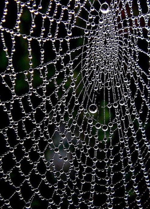 Spider web | Scrolller