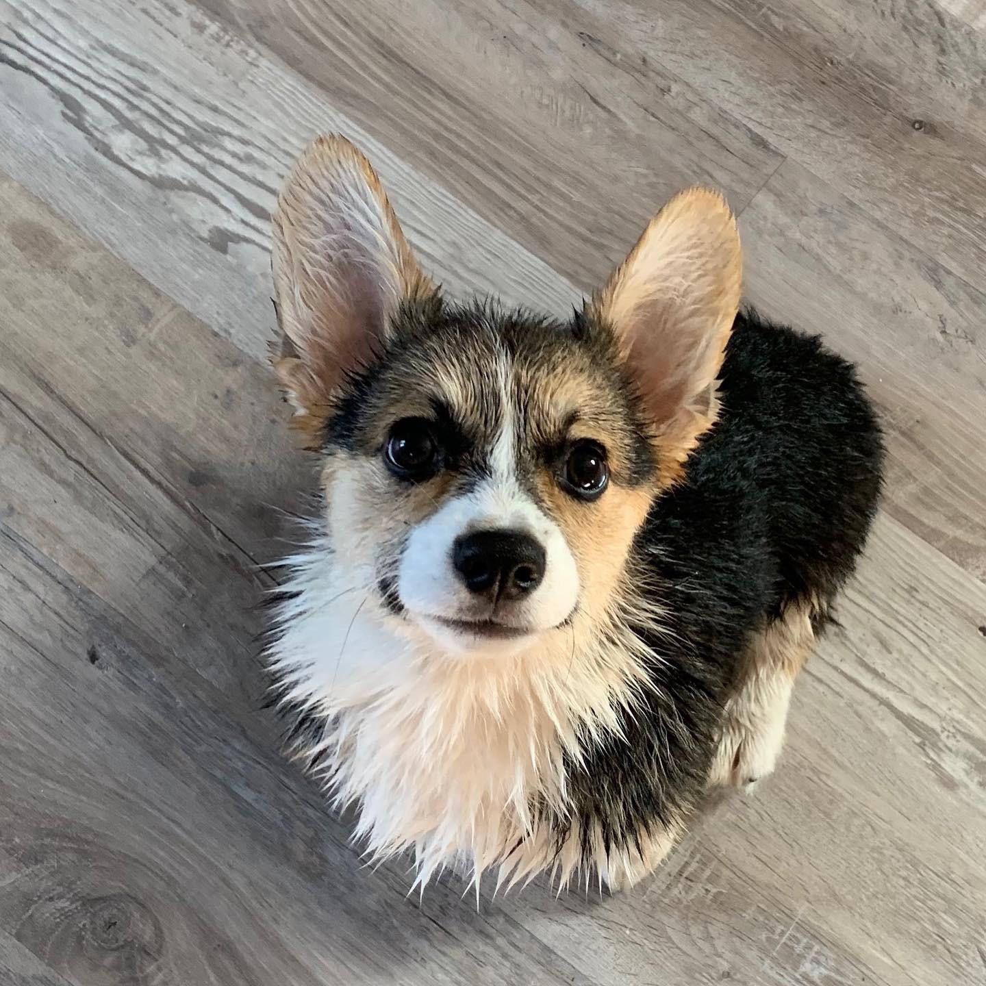 Spiky post-bath floof | Scrolller