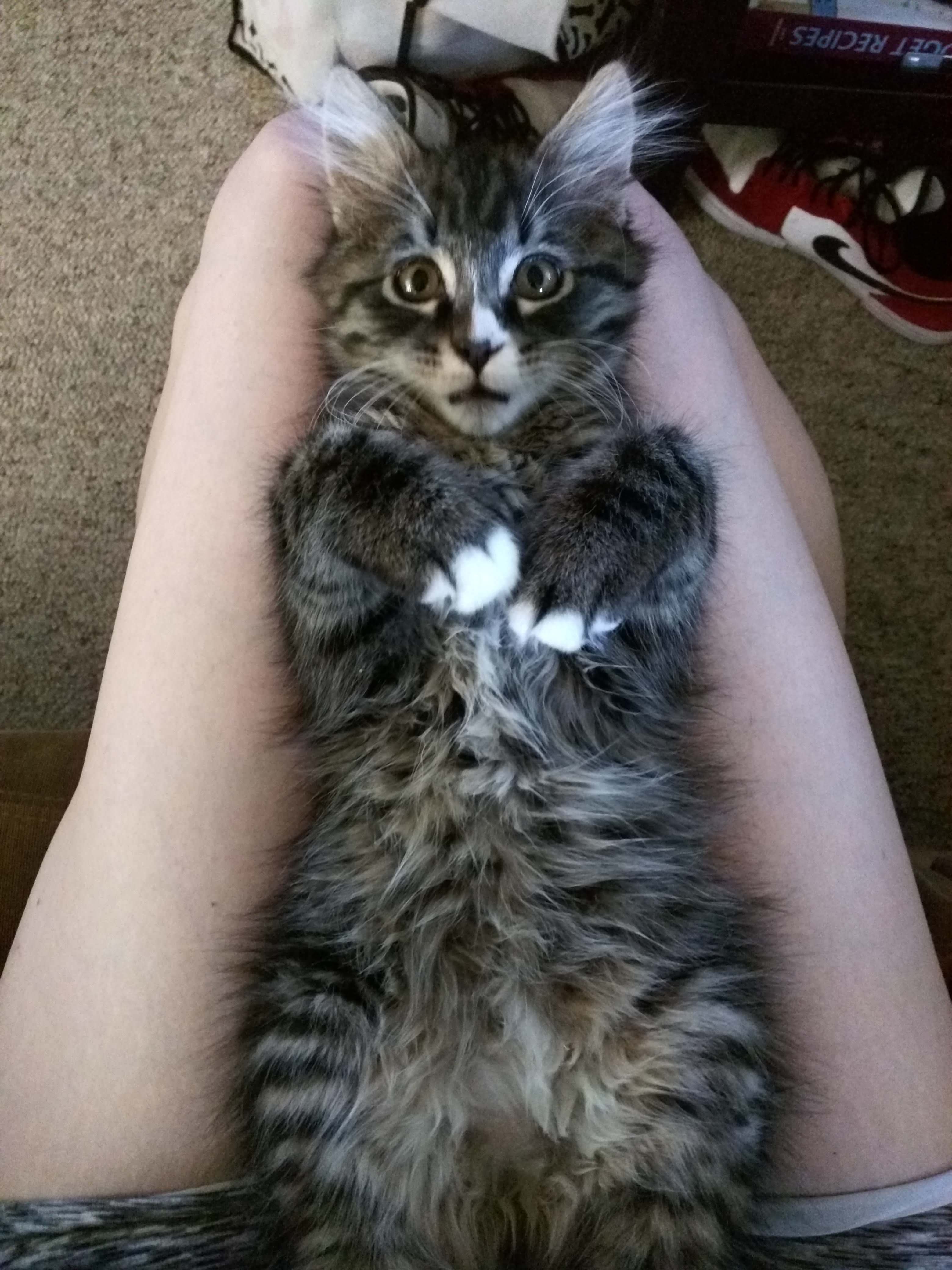 Spilled on my lap | Scrolller