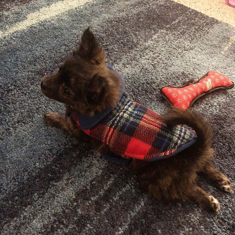 Sploot in plaid | Scrolller
