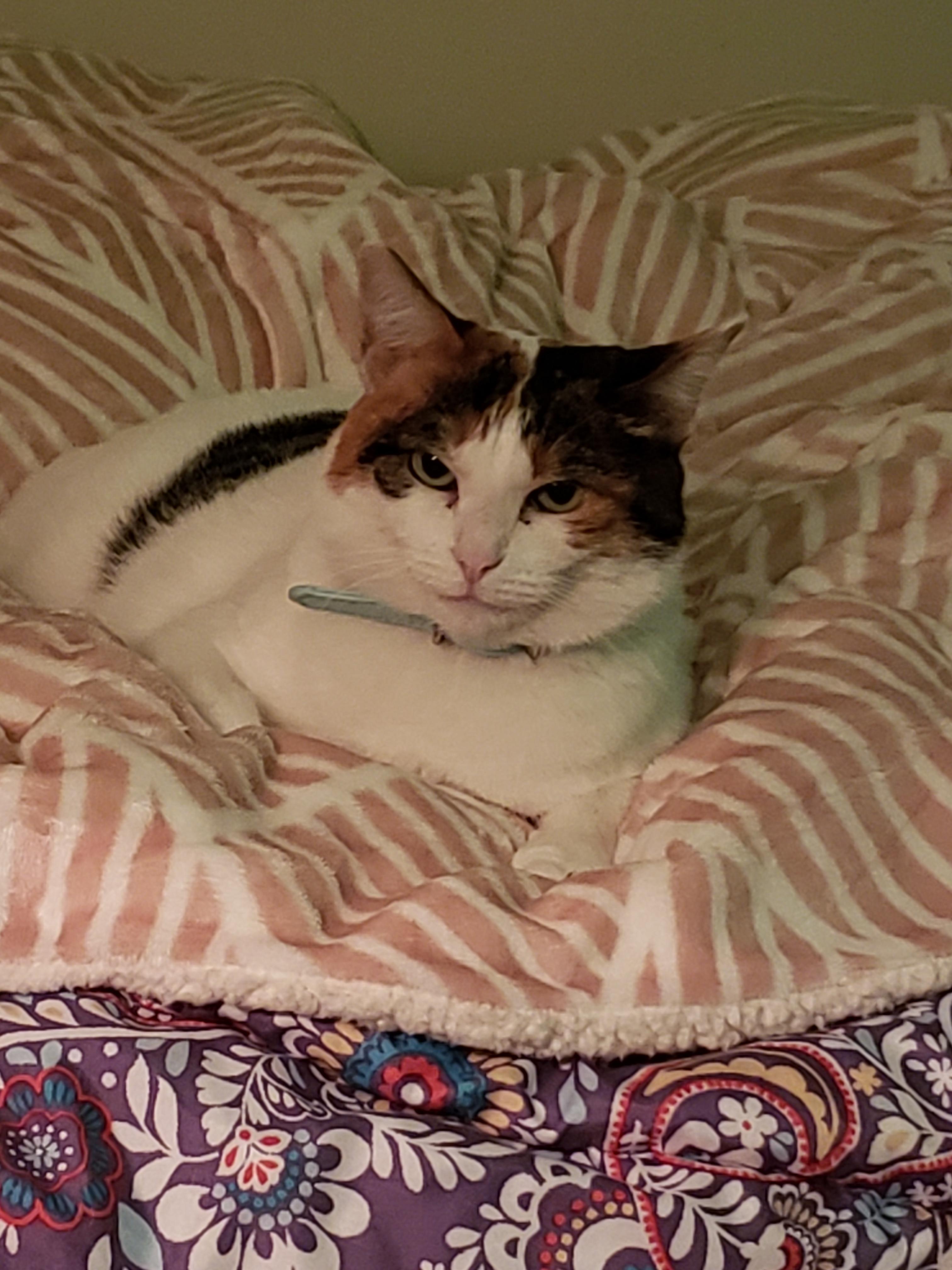 Spoiled!!! | Scrolller