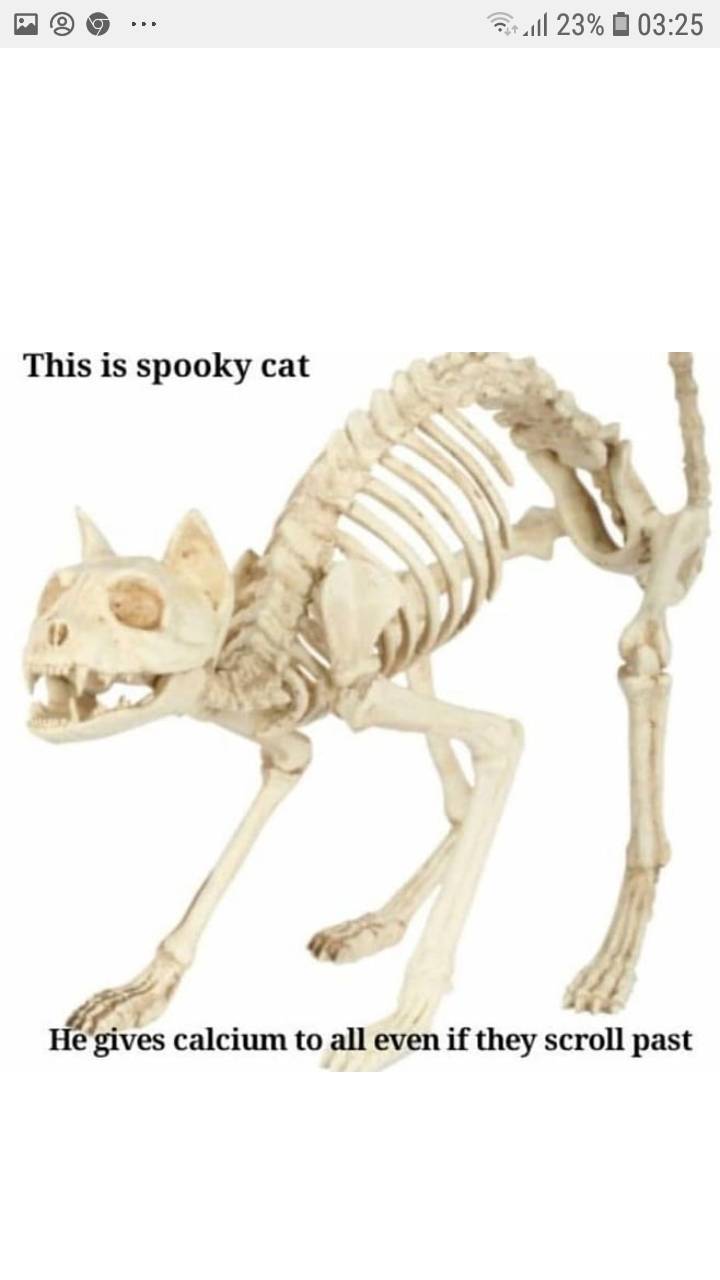 Spook cat... | Scrolller
