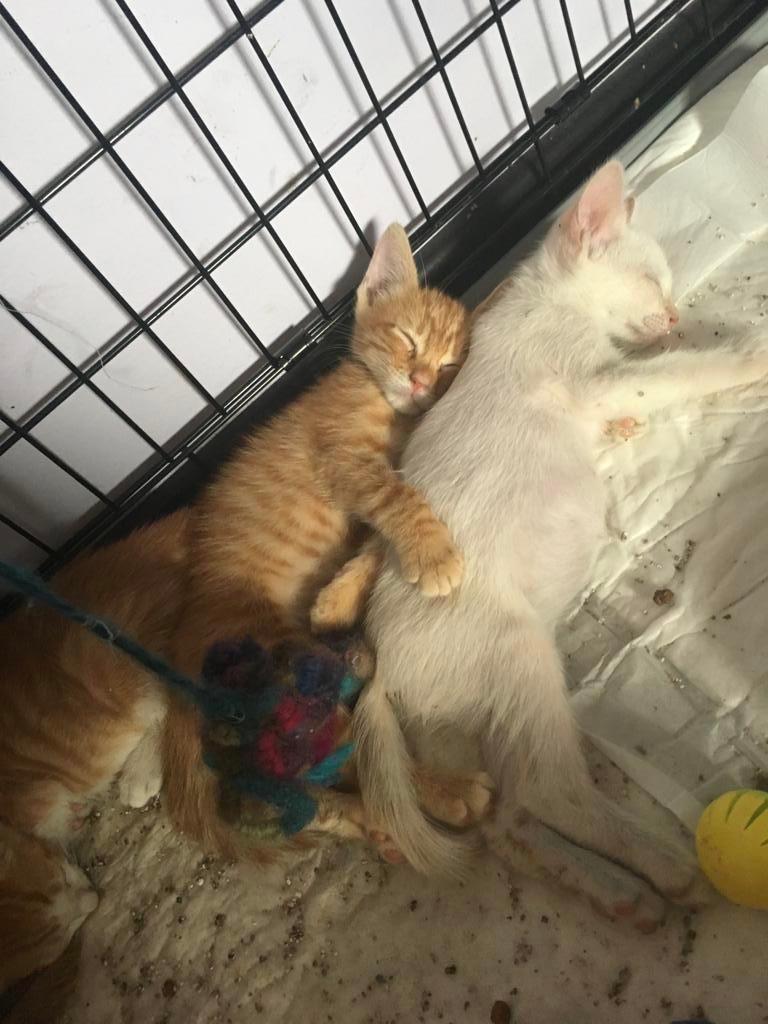 Spooning | Scrolller