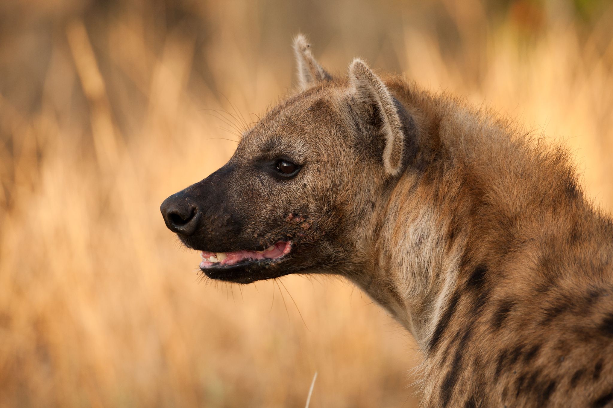 Spotted Hyena | Scrolller