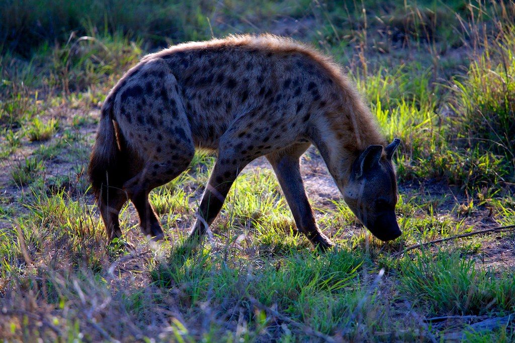 Spotted hyena in dawn light | Scrolller