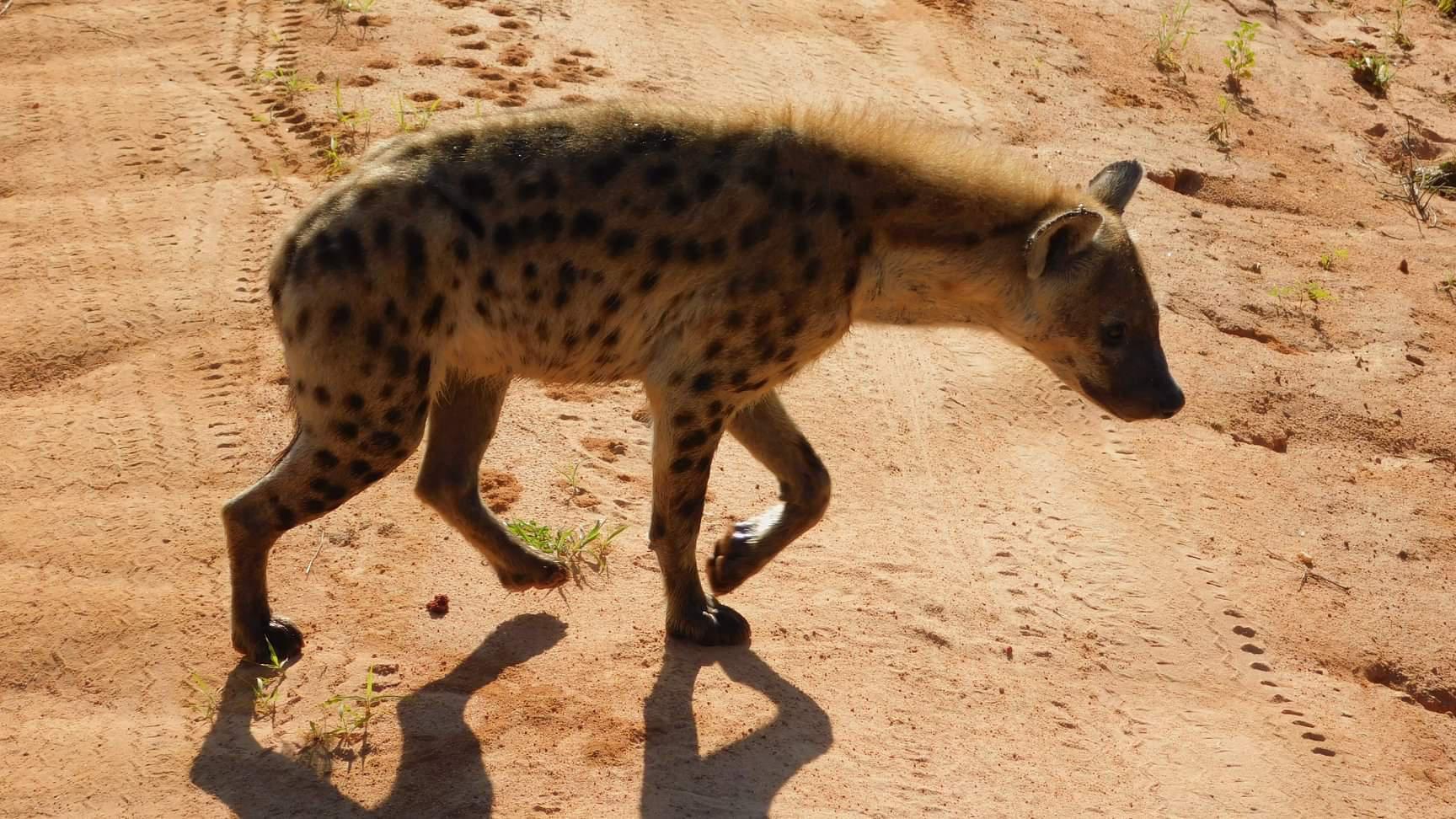 Spotted hyena on a morning stroll in Ruaha National Park | photo credit: Justin Kalinga | Scrolller