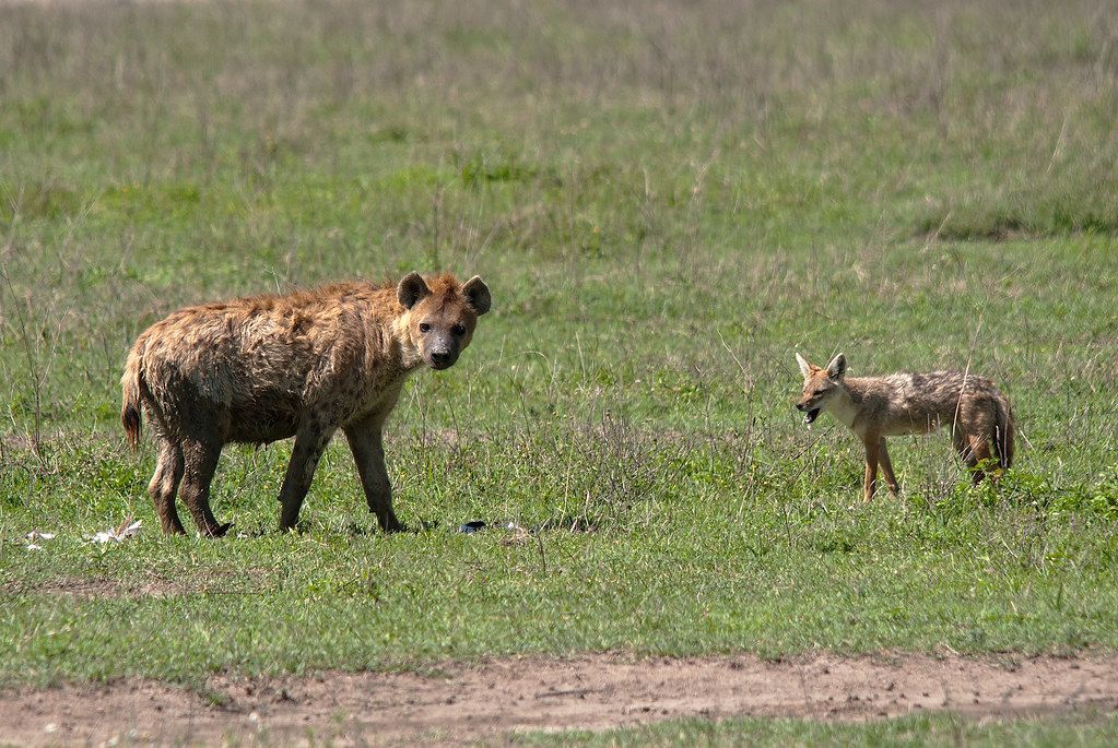 Spotted hyena vs. Golden jackal | Scrolller