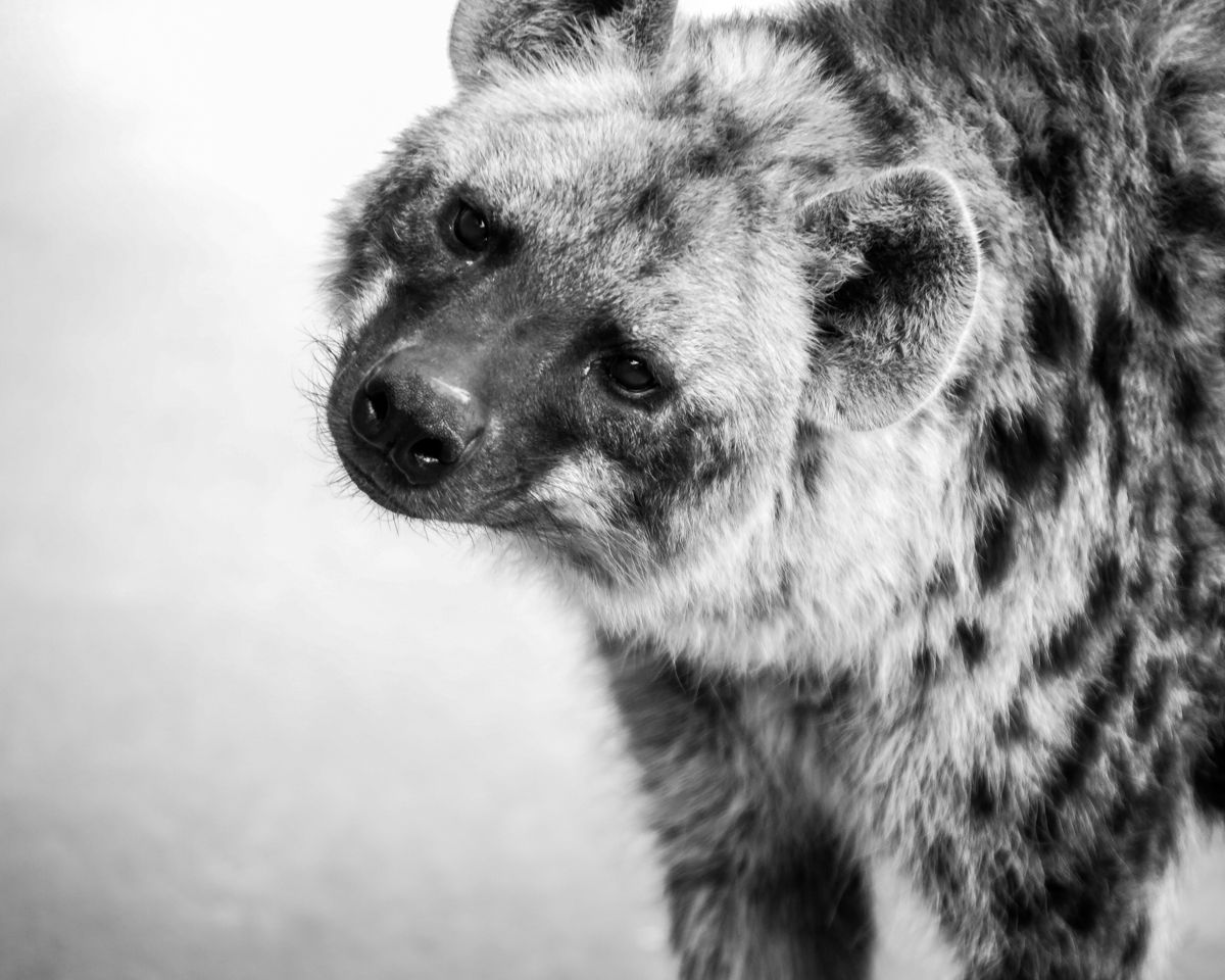 Spotted hyena's best puppy dog impression | Scrolller