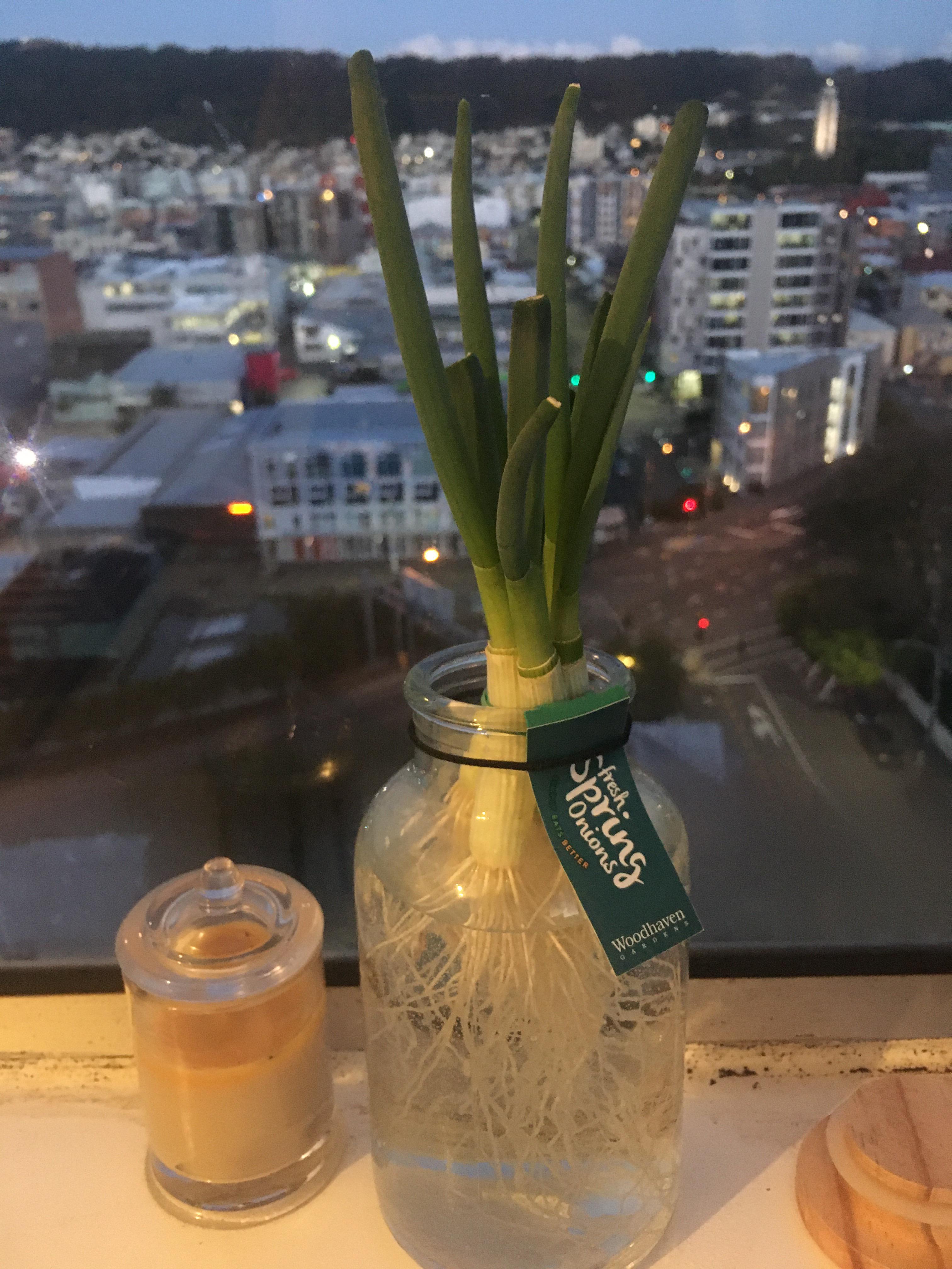 Spring Onions regrowth after 7 days. | Scrolller