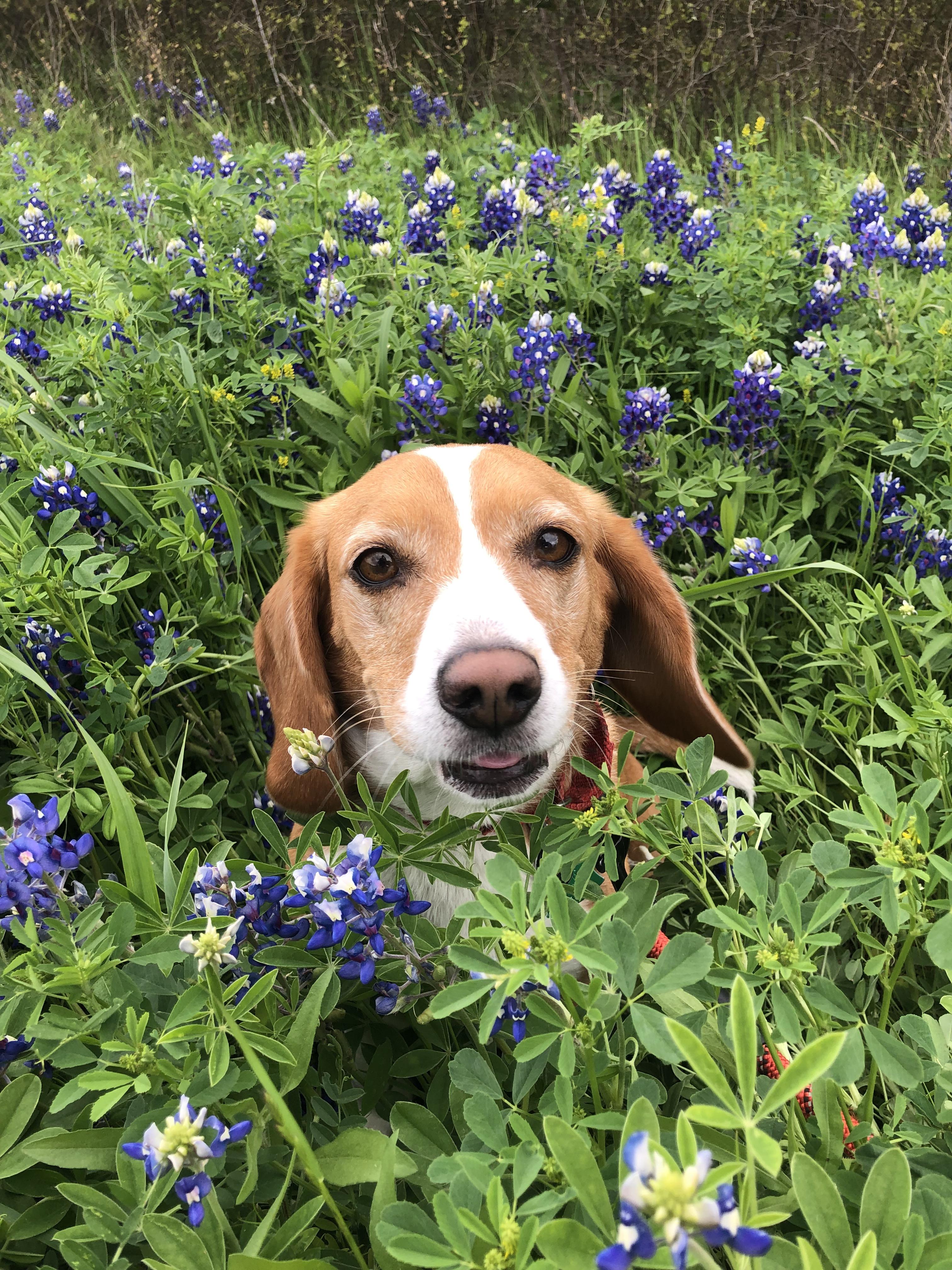 Spring time in Texas also happens to be beagle season | Scrolller