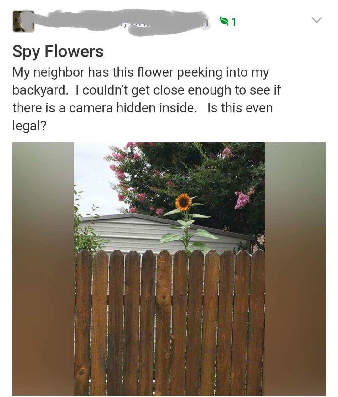 Spy flower | Scrolller
