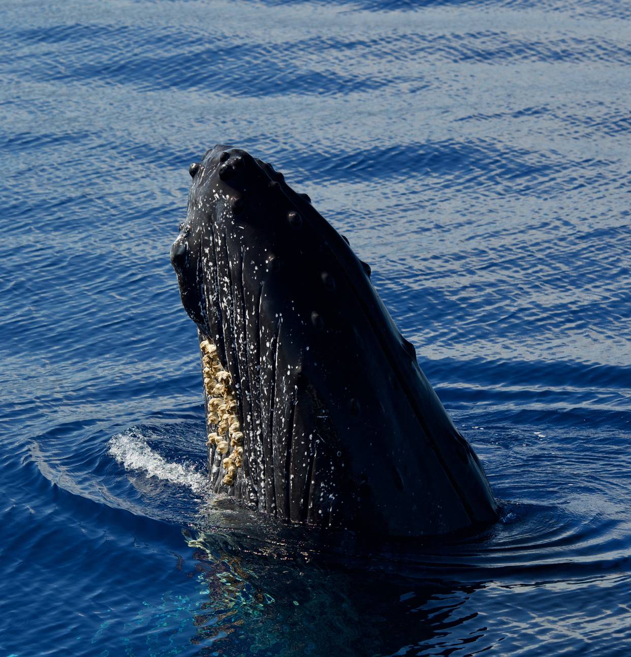 Spyhopping humpback in Maui | Scrolller