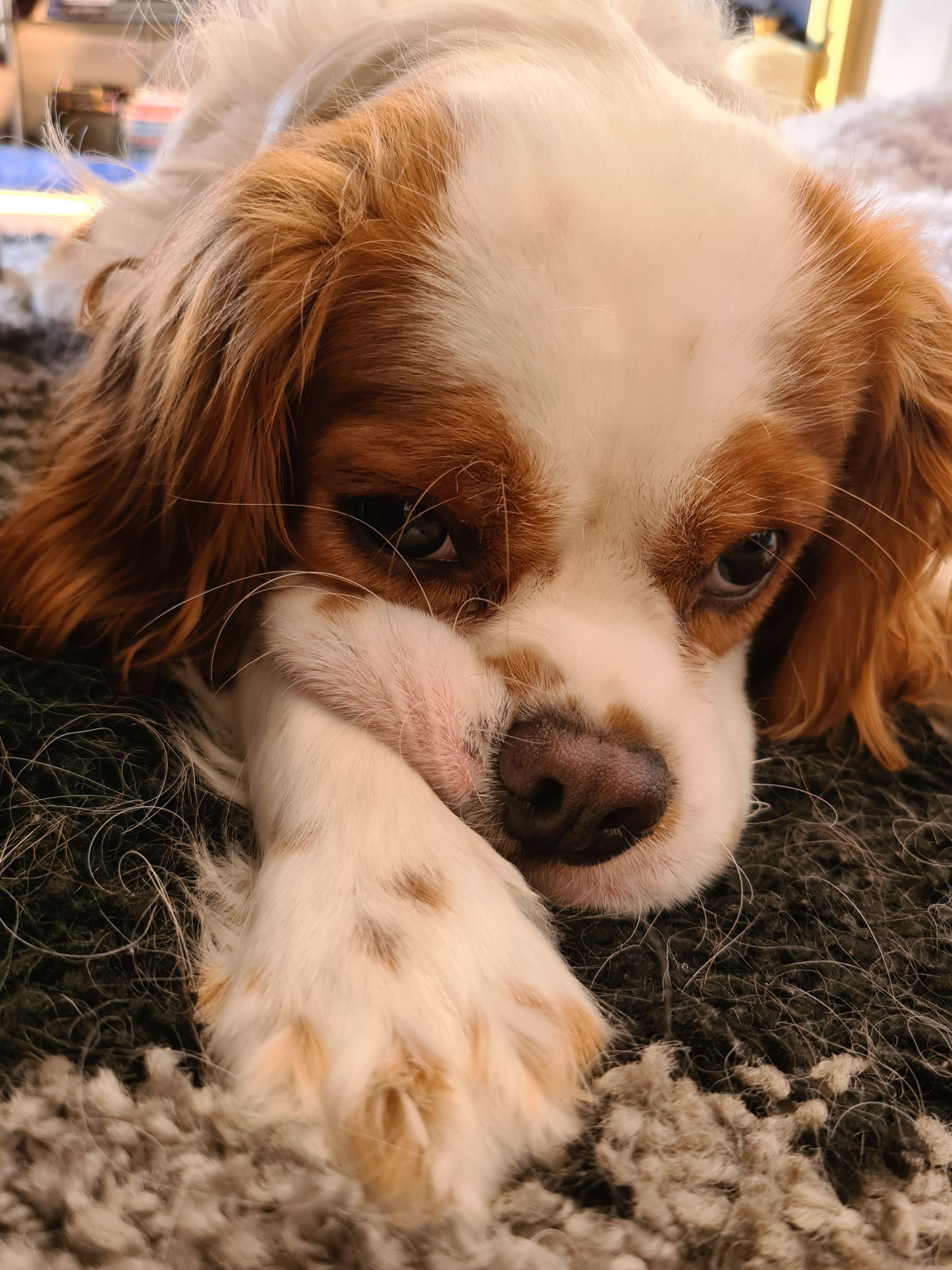 Squashed | Scrolller