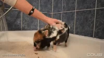 Squeaky clean | Scrolller