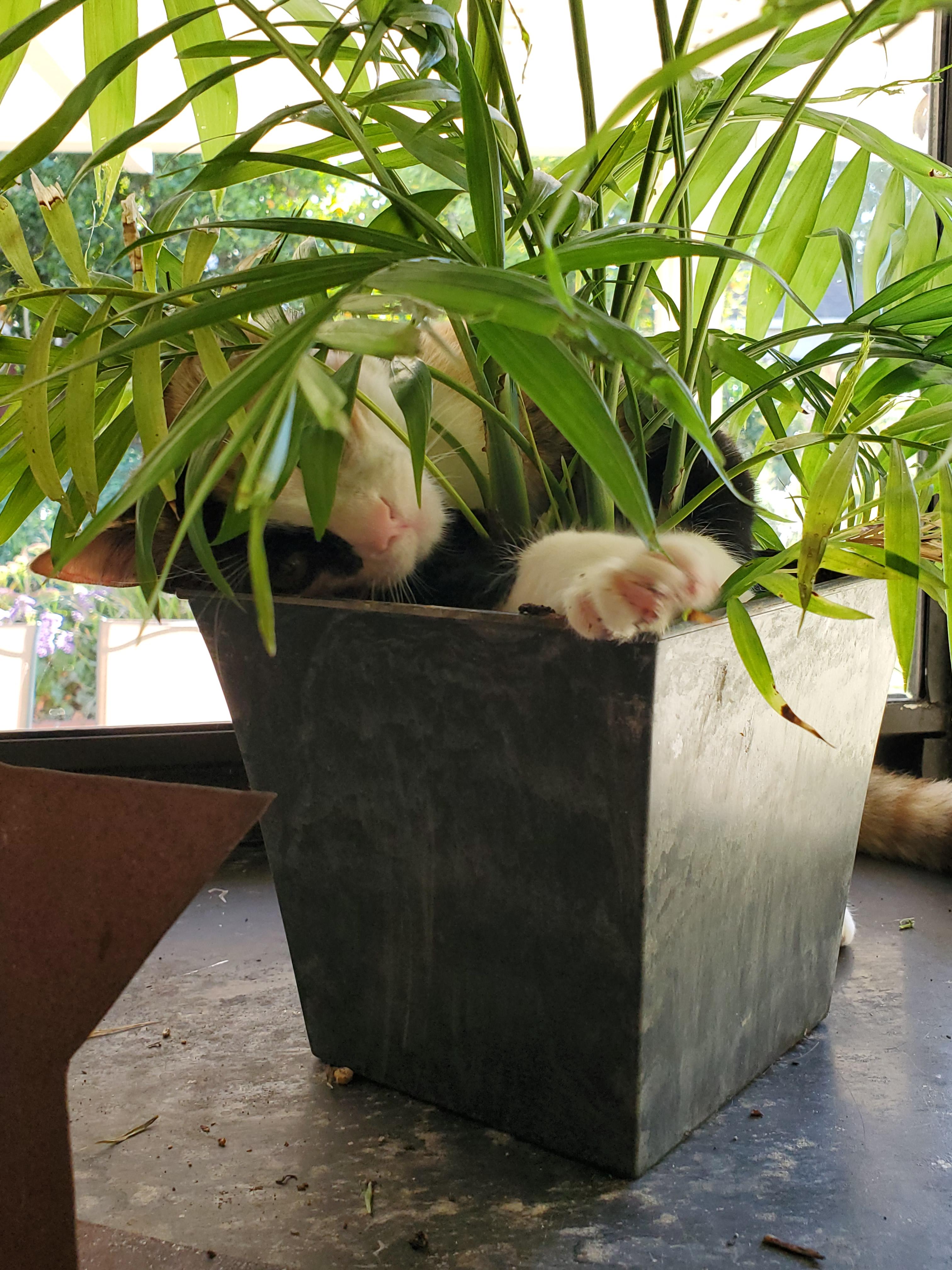 Squeezing into a tiny pot. | Scrolller