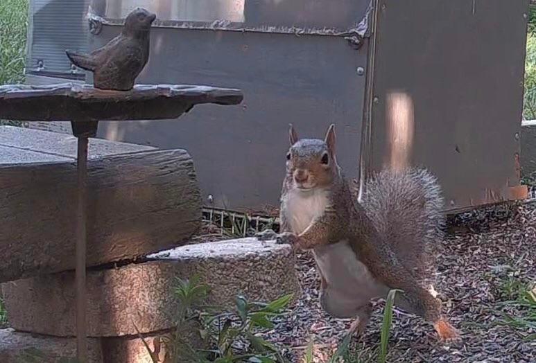 Squirrel | Scrolller