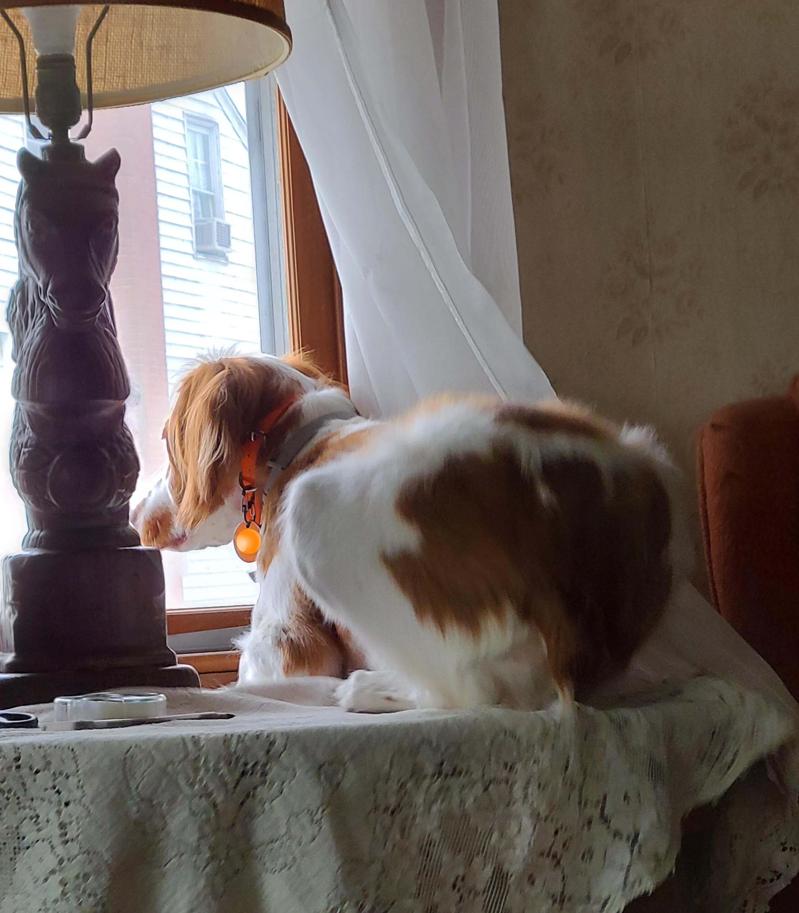 Squirrel watching... | Scrolller