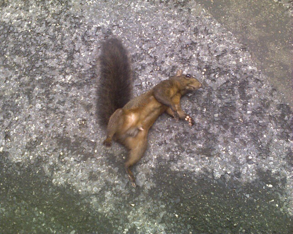 Squirrel with bulging eyes and erection [xpost from /r/wtf] | Scrolller