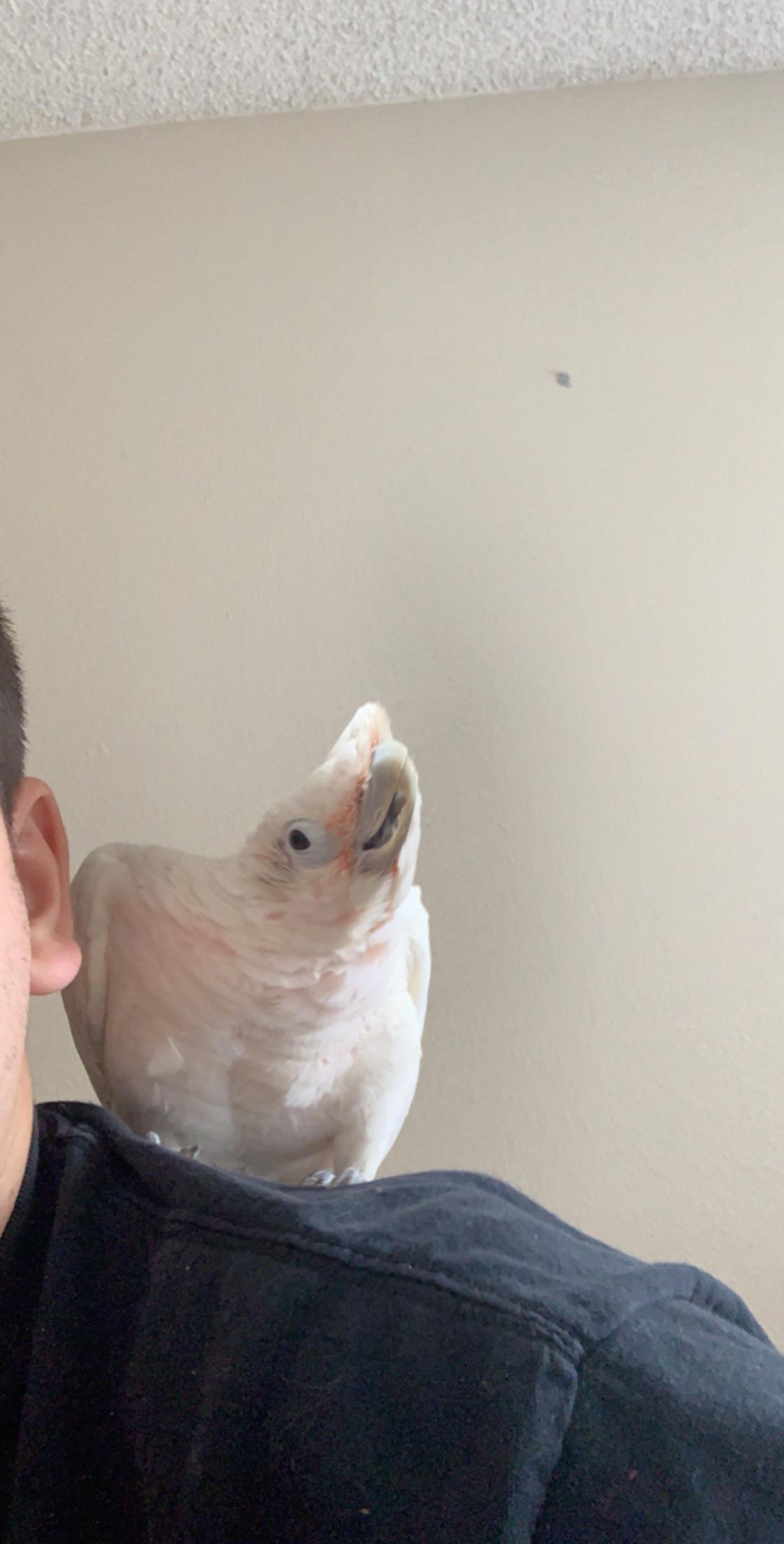 Squishy Birb | Scrolller