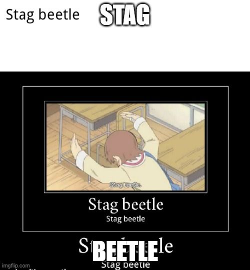 stag beetle | Scrolller