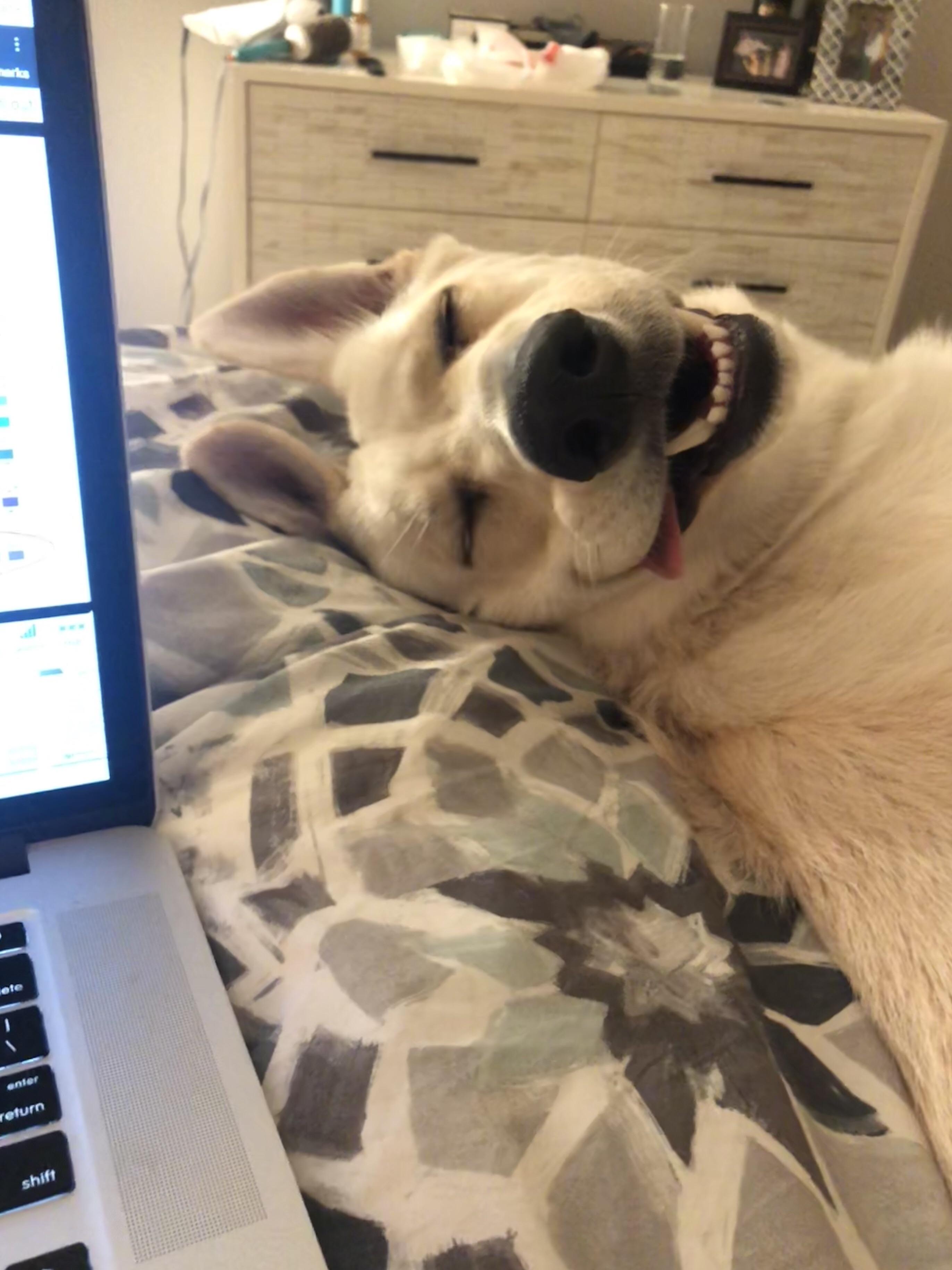 “Stahp doing work and pay attention to me” | Scrolller