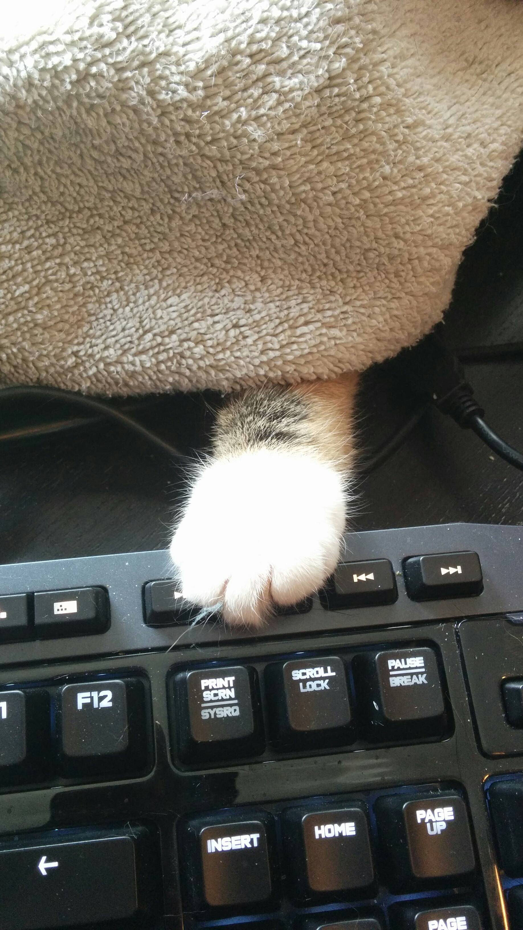 Discover more like CatsOnKeyboards: Stahp the music and Related Content | Scrolller