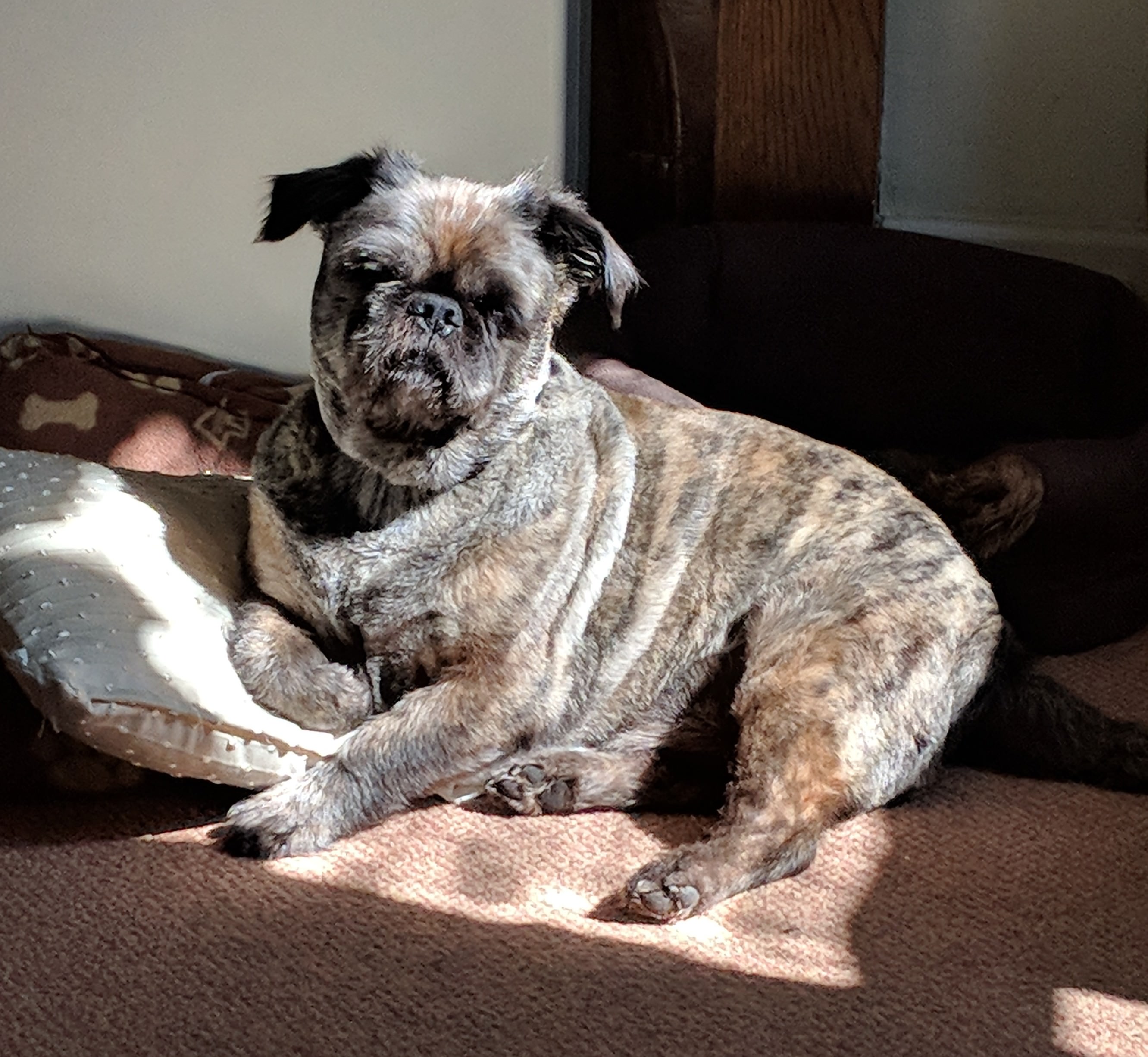 Stanley catching some rays | Scrolller