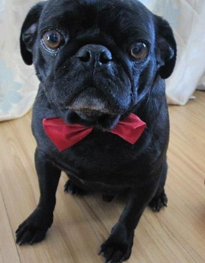 Stanley looking dapper in his new bow tie | Scrolller