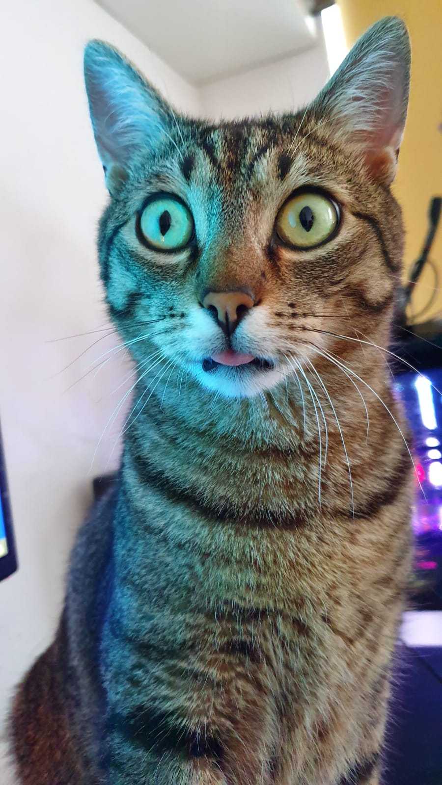 Stare into the void blep | Scrolller