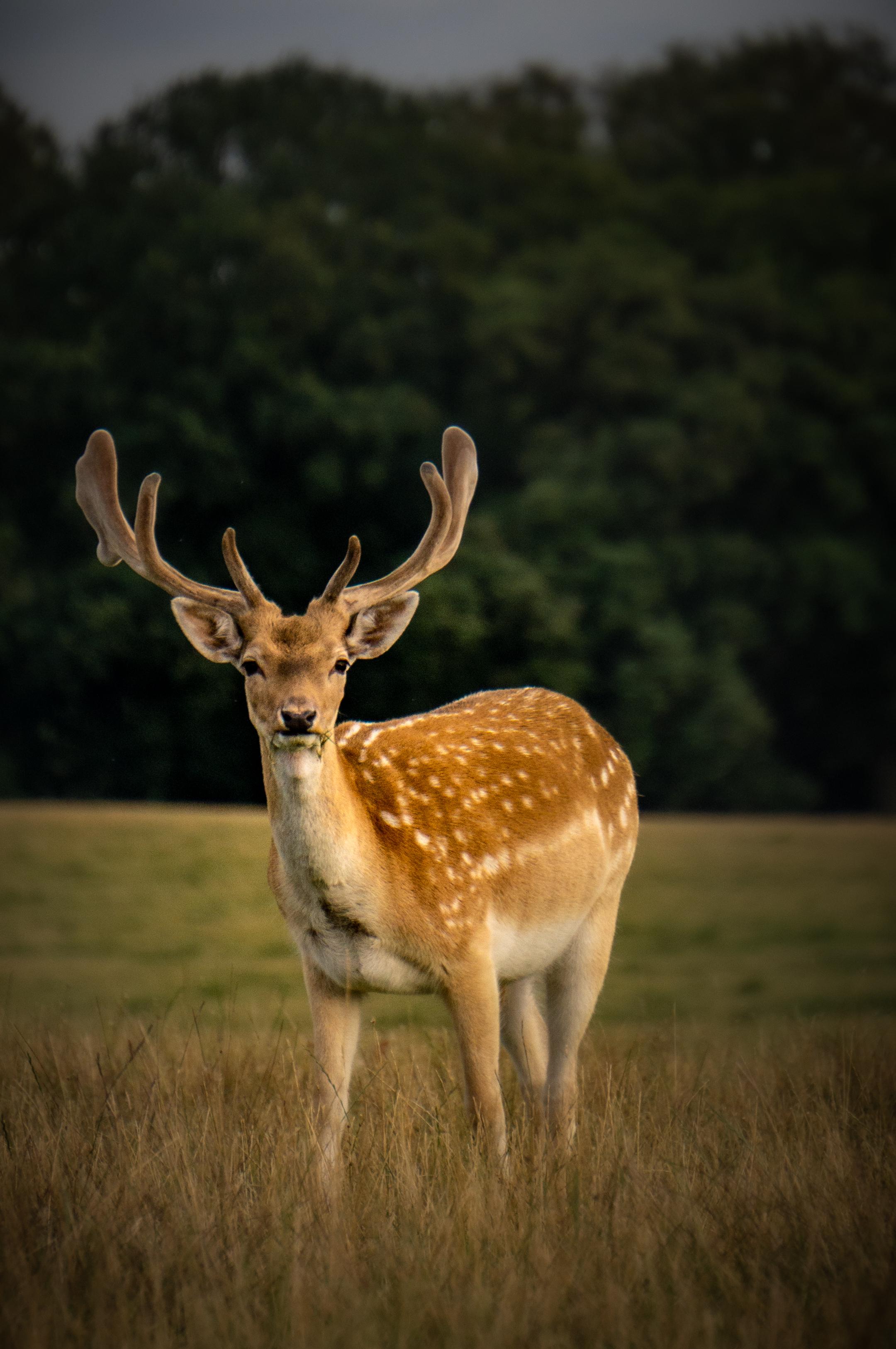 Staredown with a deer @ Dyrehaven Denmark | Sony A6000 + Sony 55-210mm @ 210mm f/6.3 | Scrolller