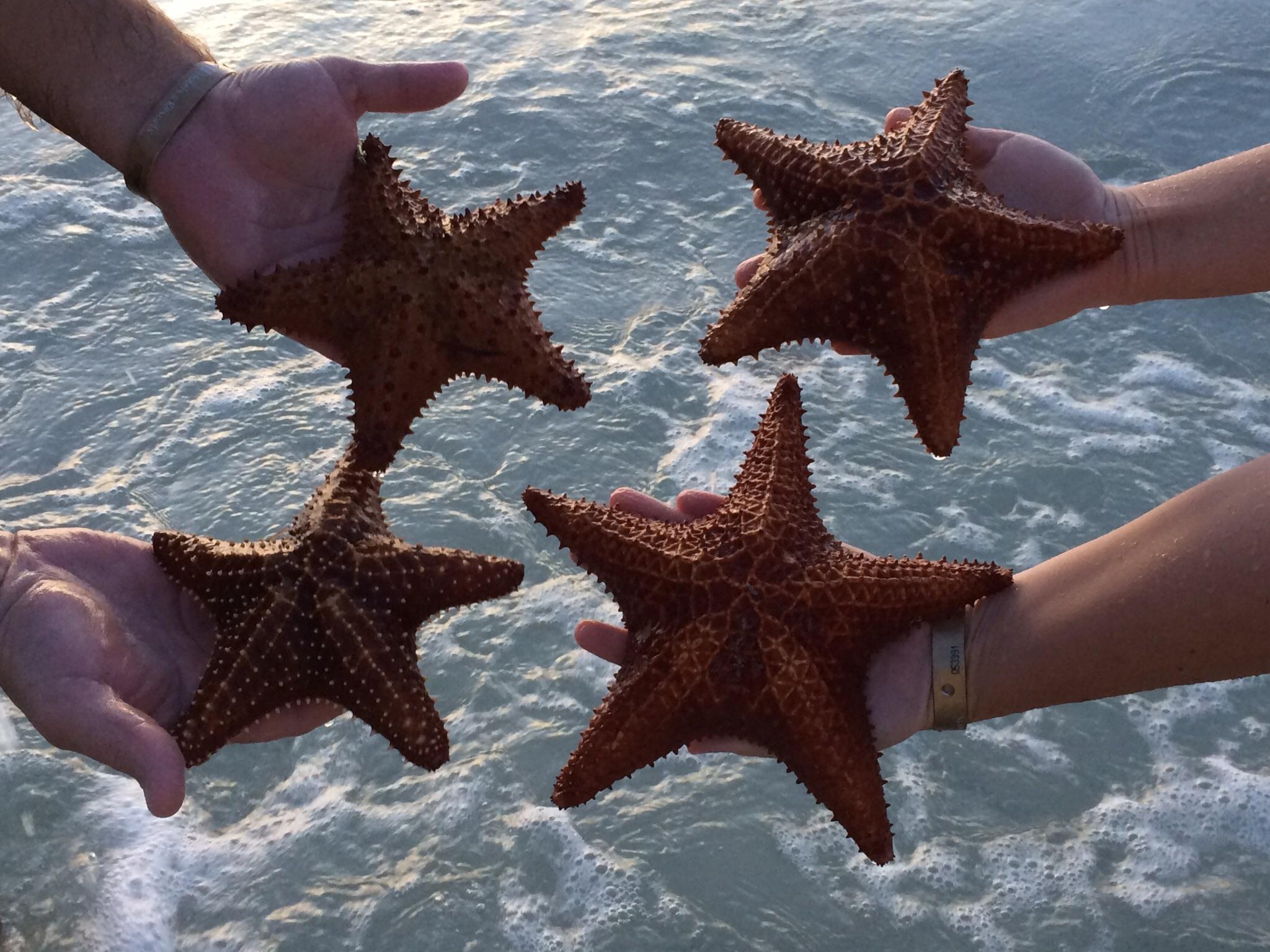 Starfish in Jamaica | Scrolller