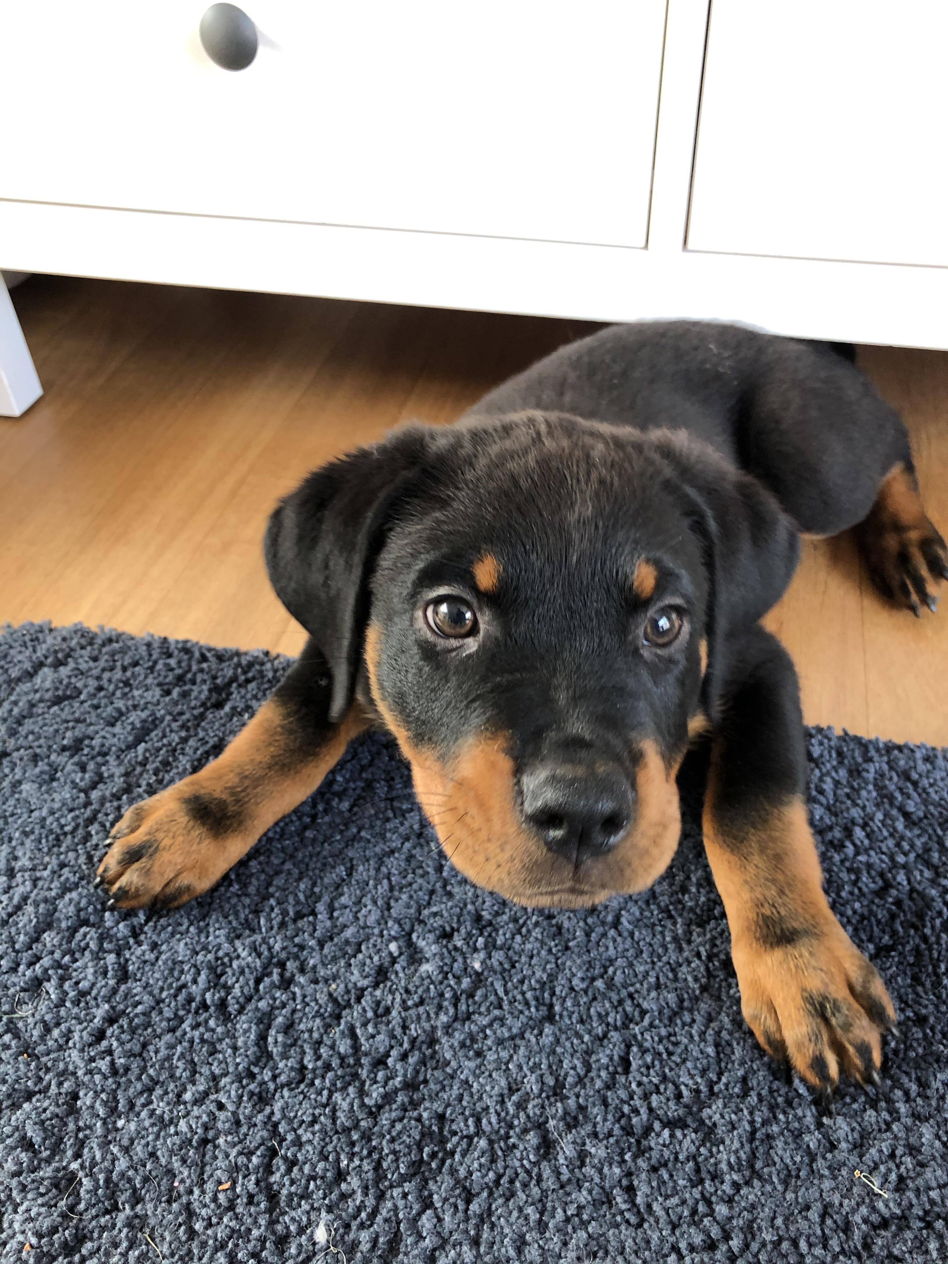 Starting to get too big for her favourite hidey hole. She needs to ...