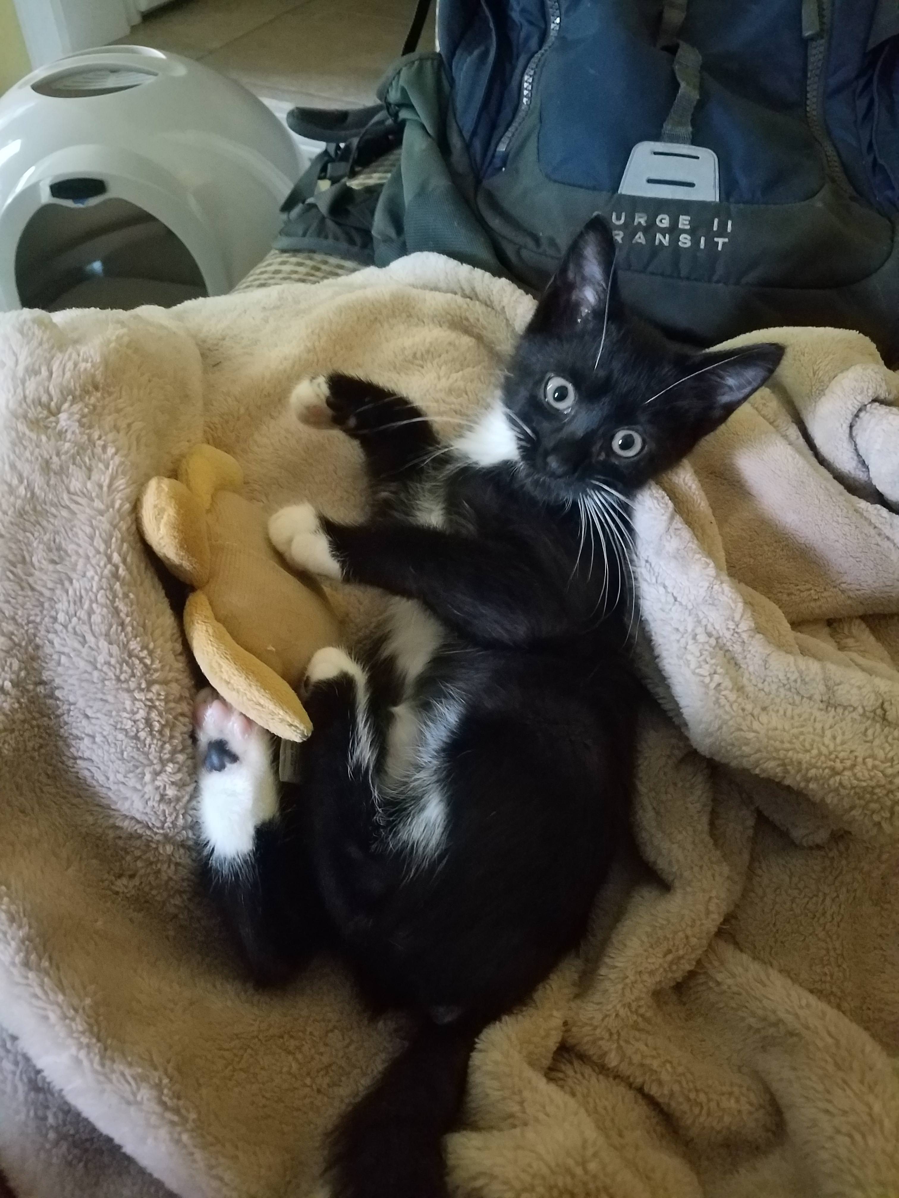 Startled | Scrolller