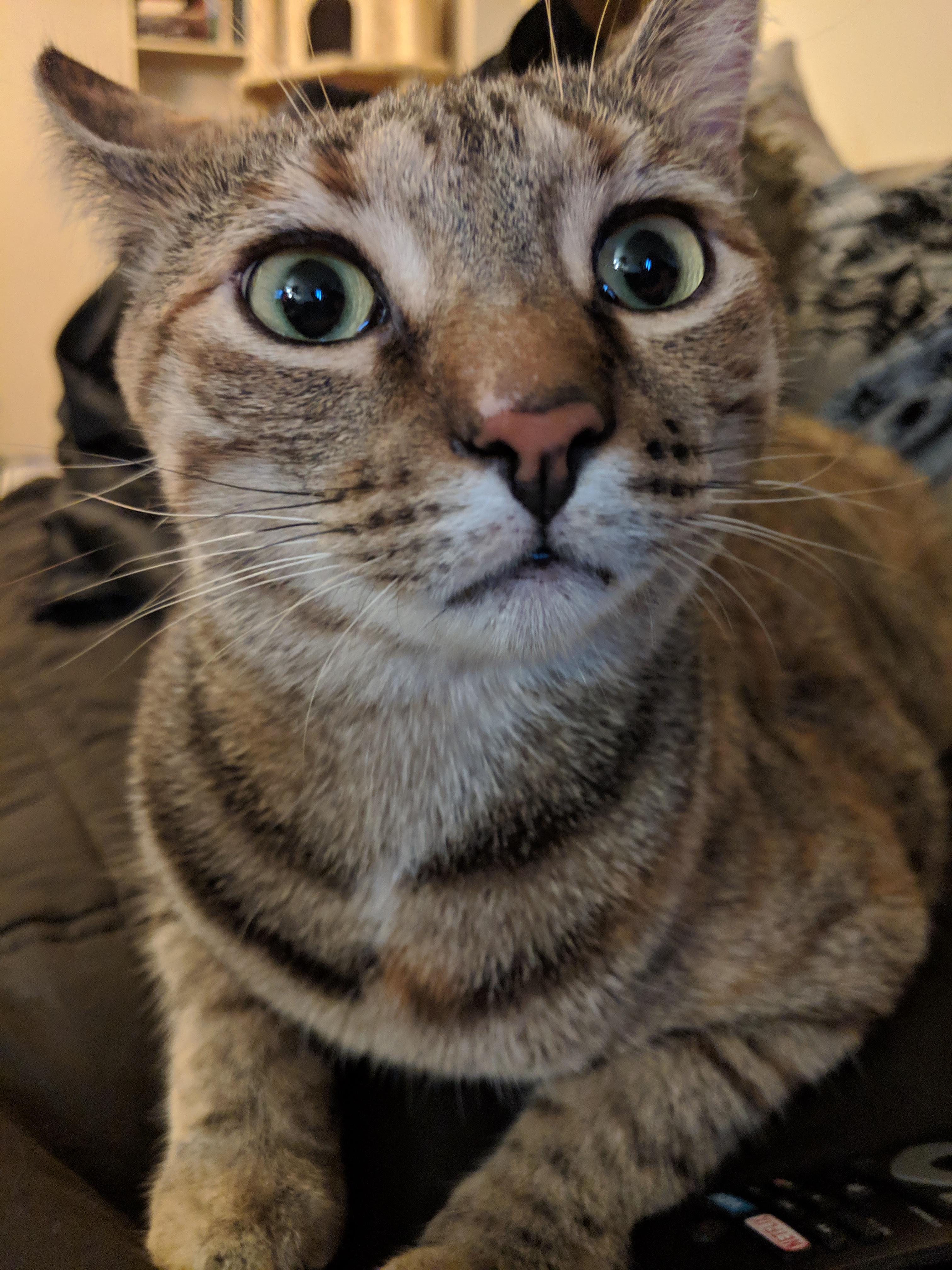 Startled Snacc | Scrolller