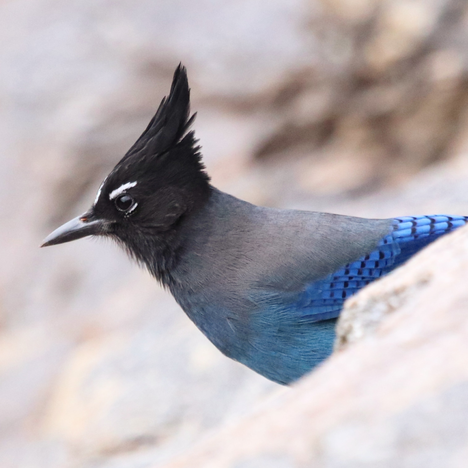 Steller's jay in the Rockies. | Scrolller