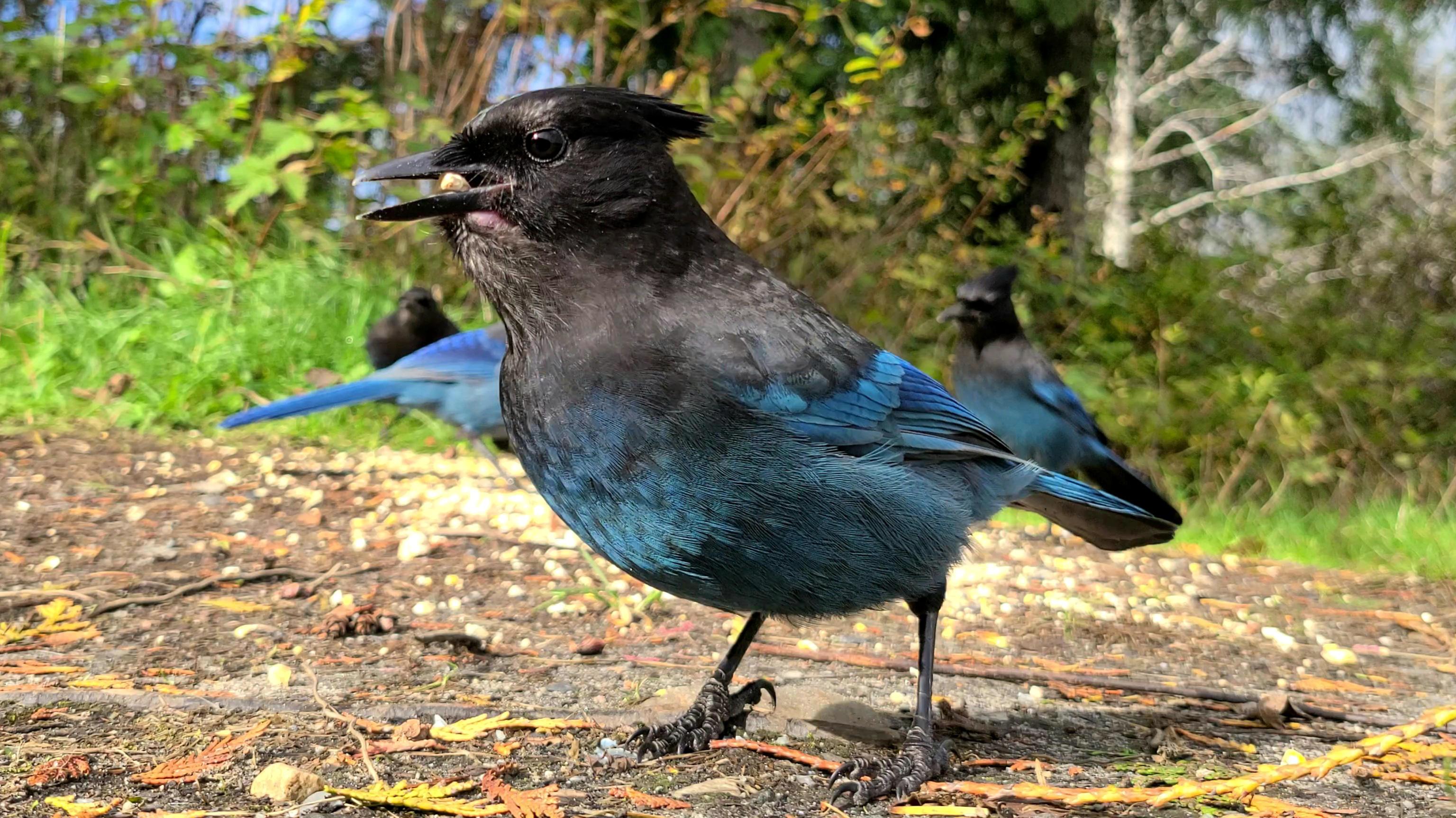 Steller's Jay up close | Scrolller