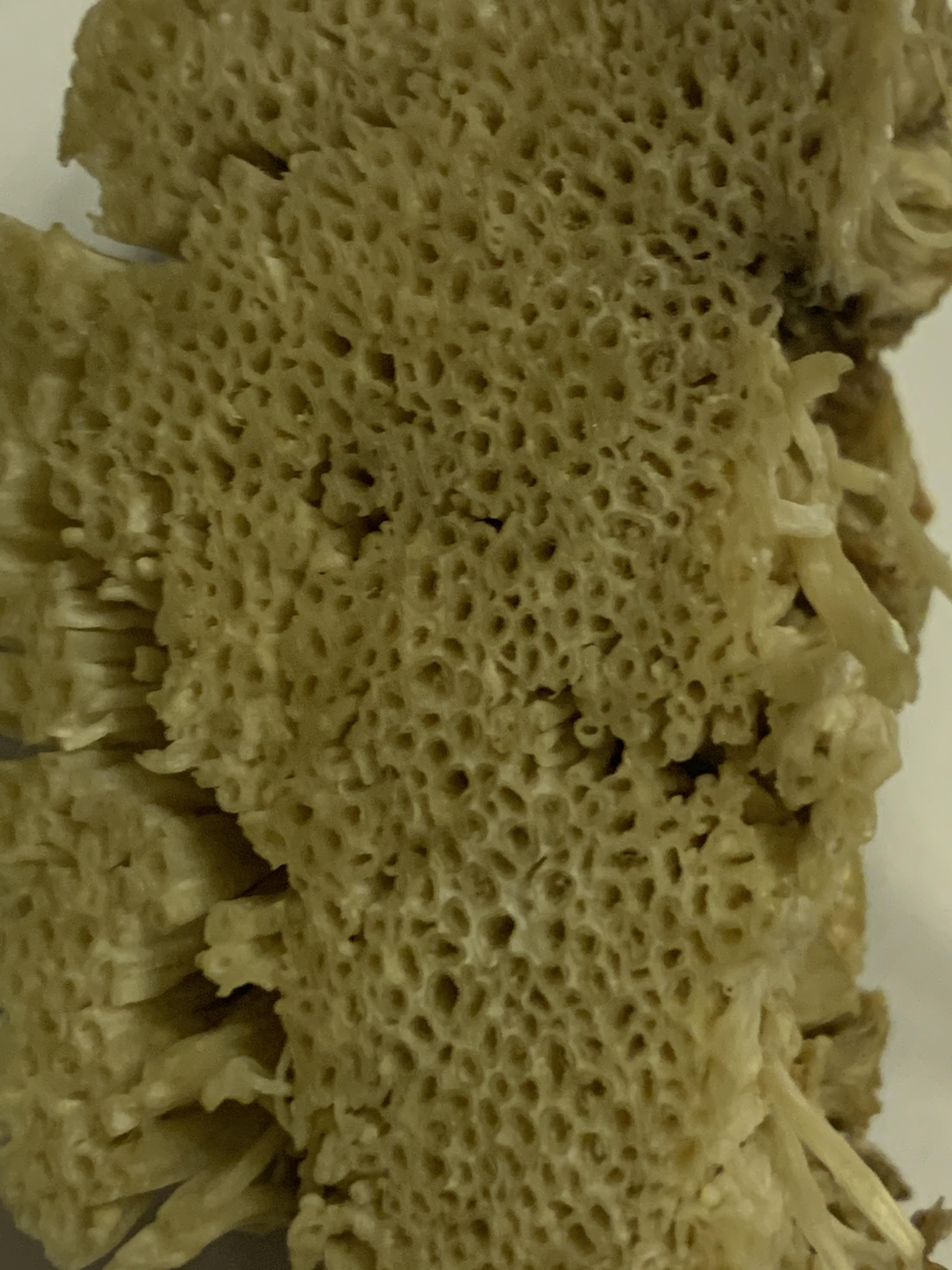 Stems from enoki mushrooms | Scrolller