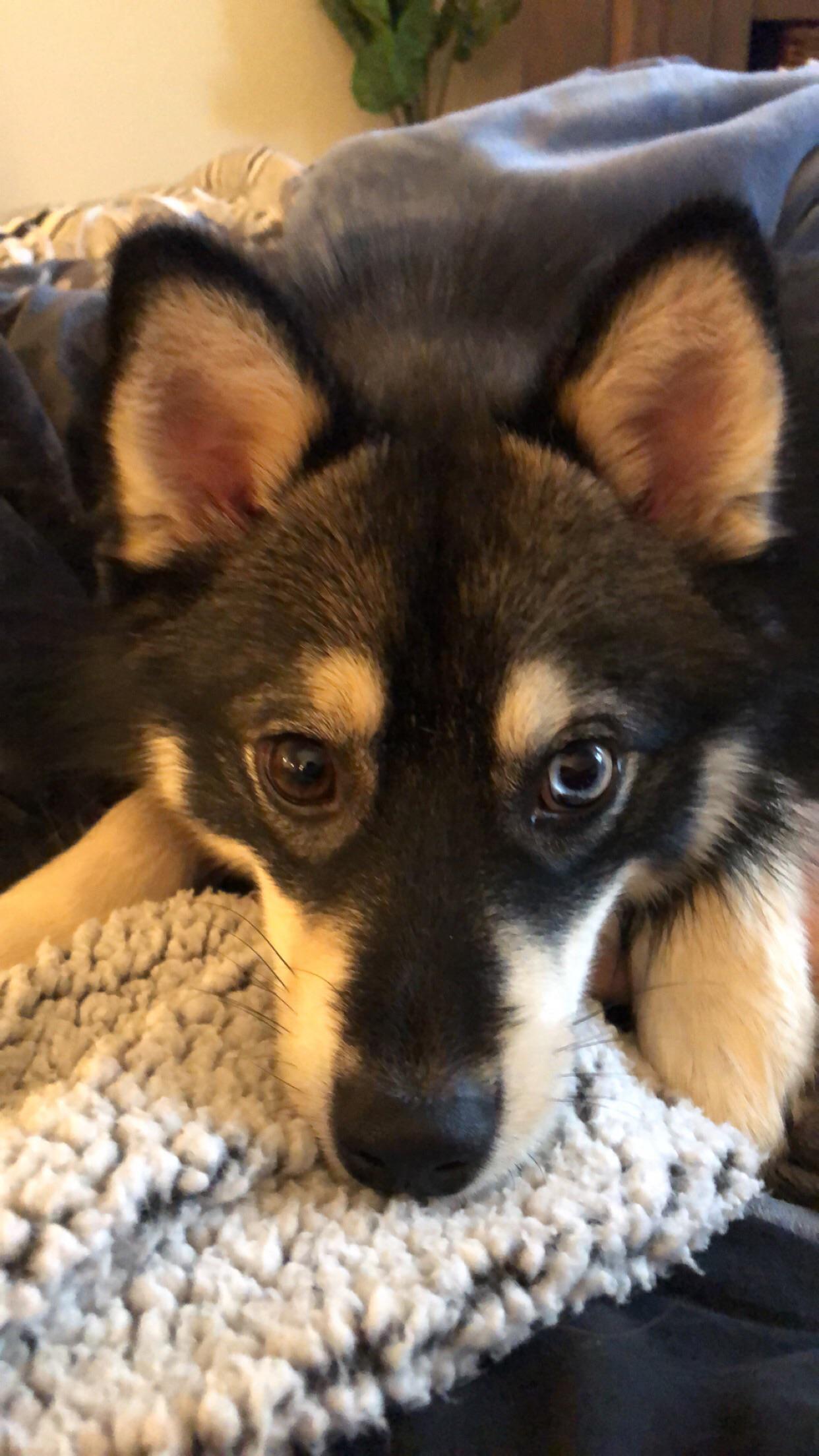 Steve the Pomsky | Scrolller