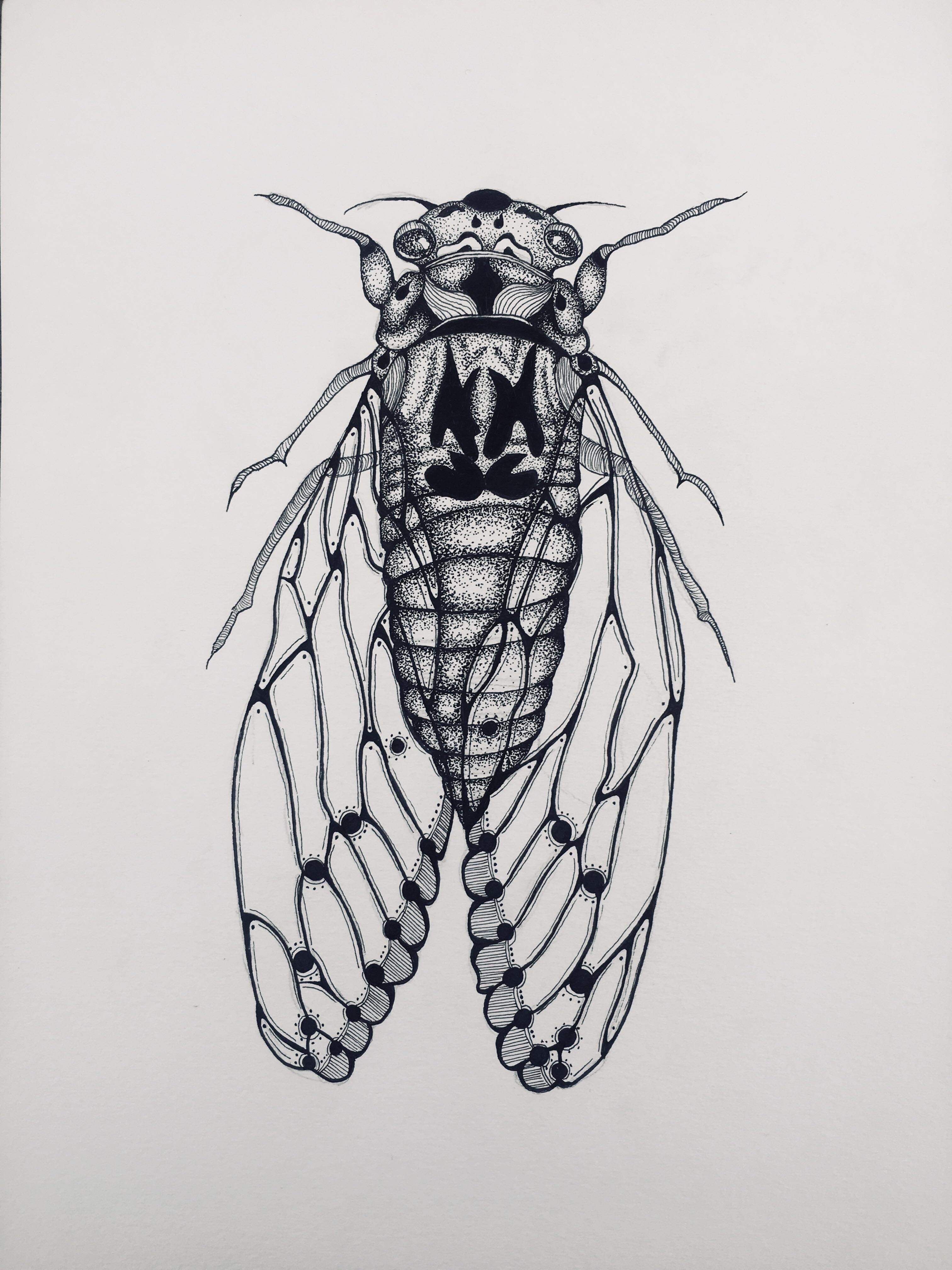 Stippled Cicada | Scrolller
