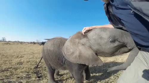 Stop Touching Me! I am a mighty elephant! | Scrolller