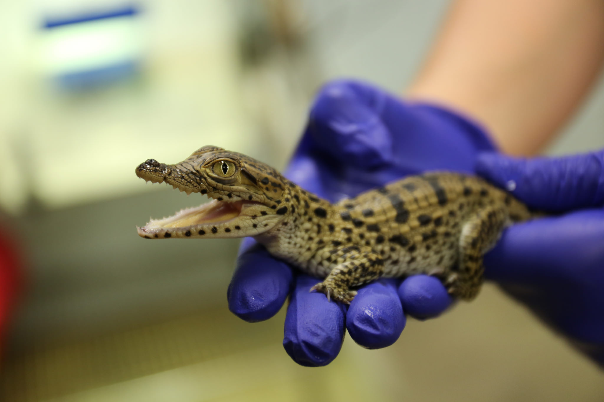 Stop touching me! I am the Crocodile King! | Scrolller