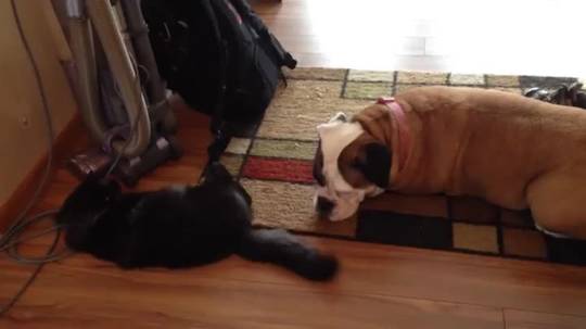 Stop touching my tail! | Scrolller