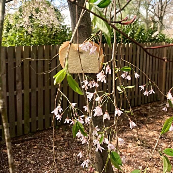 Stop weeping, willow. Here’s some bread. | Scrolller