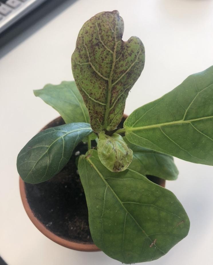 Strange brown spots on Fig leaves! Any ideas? | Scrolller