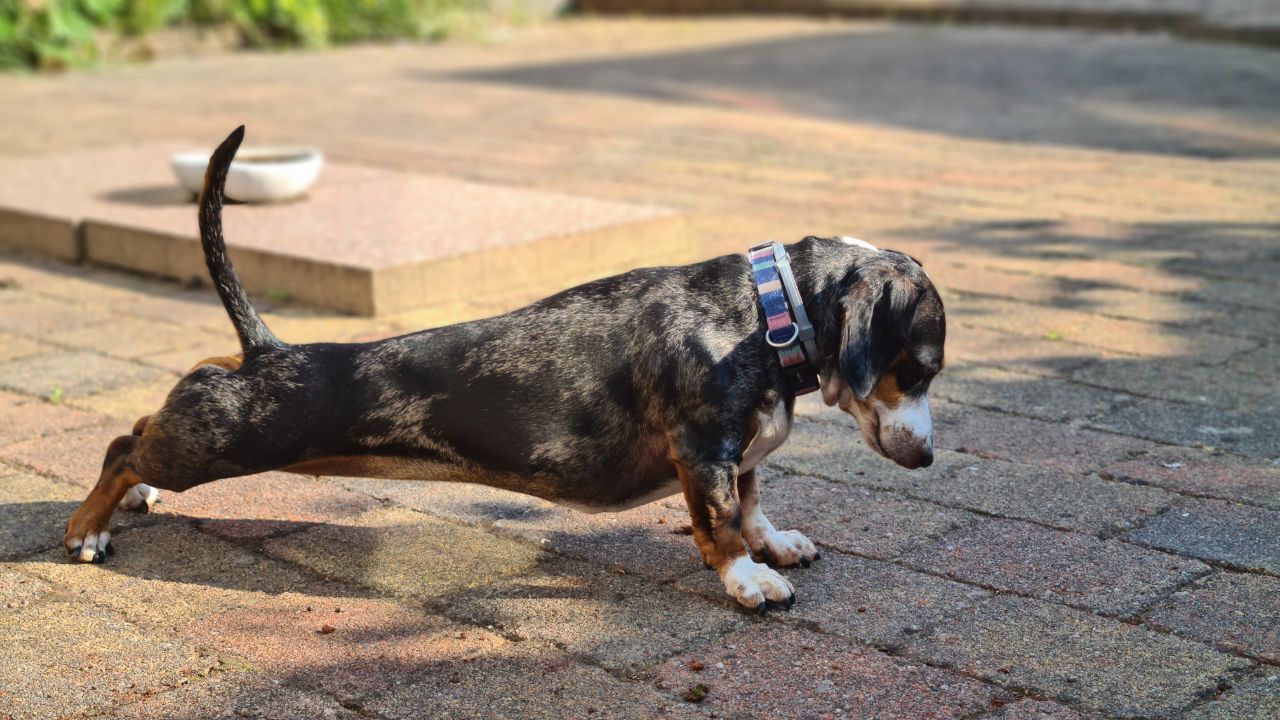 Stretchy doggo | Scrolller