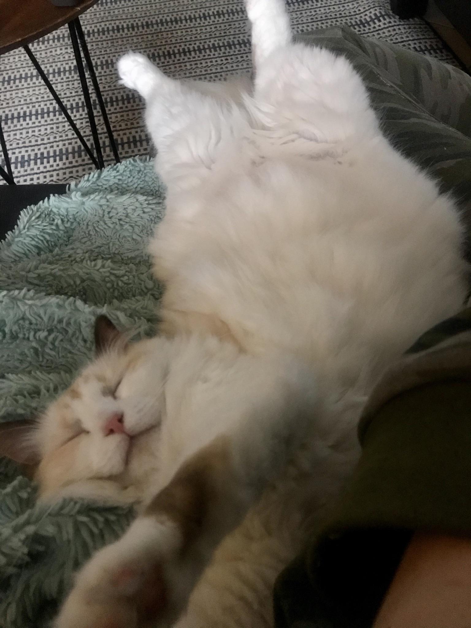 Stretchy nap time | Scrolller